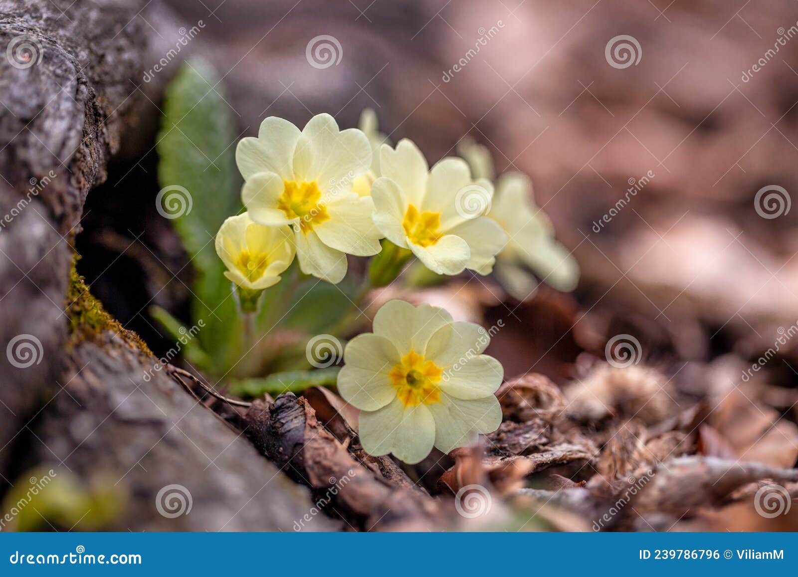 Primula Vulgaris, Primrose Flower in Forest Stock Photo - Image of ...