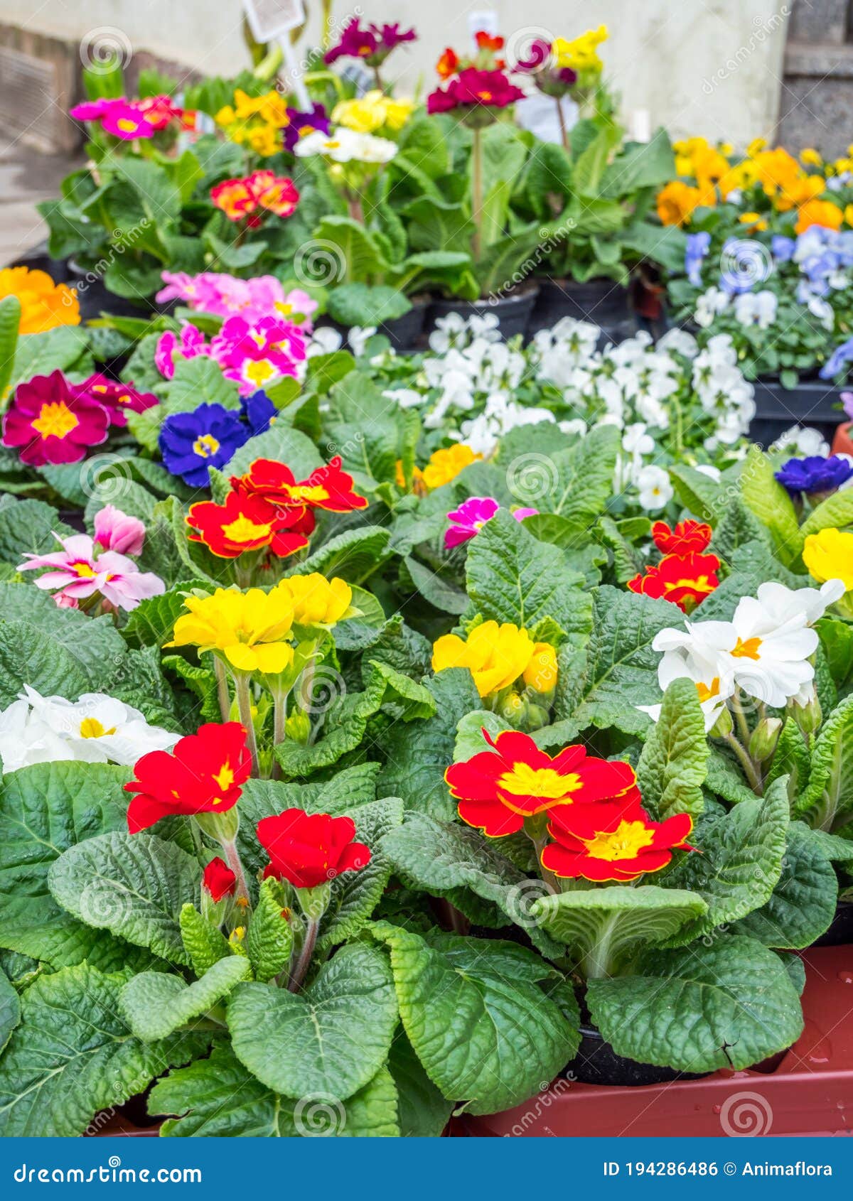 Primula Vulgaris in the Springtime Stock Photo - Image of green, garden ...