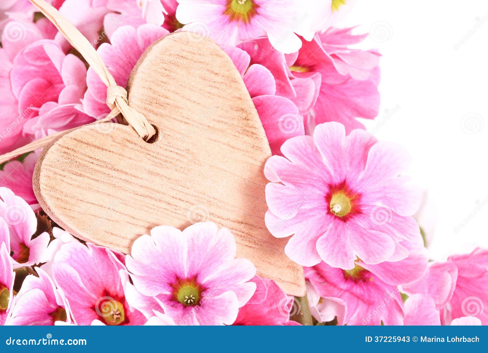 Primula with wooden heart stock image. Image of romance - 37225943