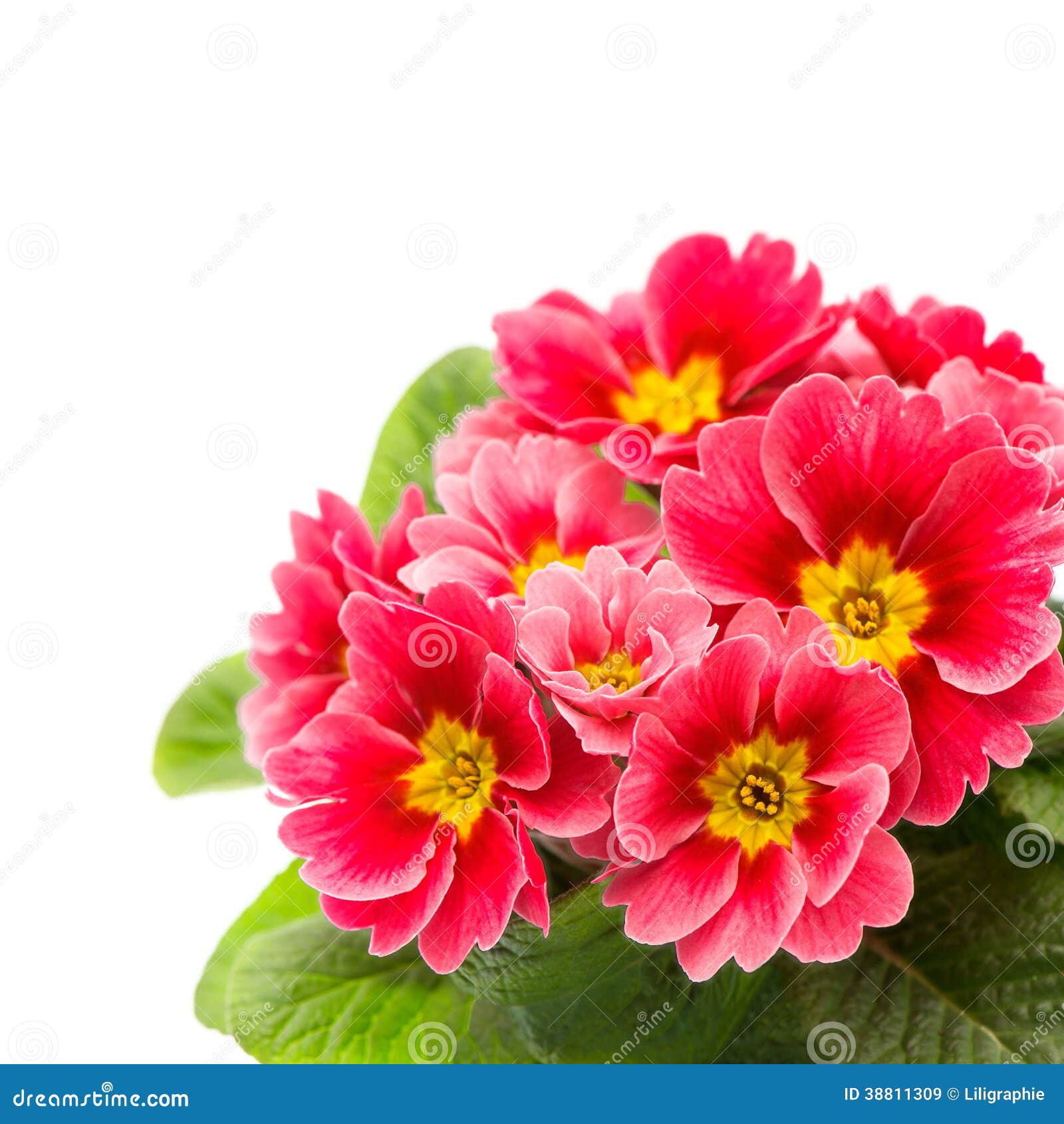 Primule Rosa Isolate Su Fondo Bianco Immagine Stock - Immagine di ...