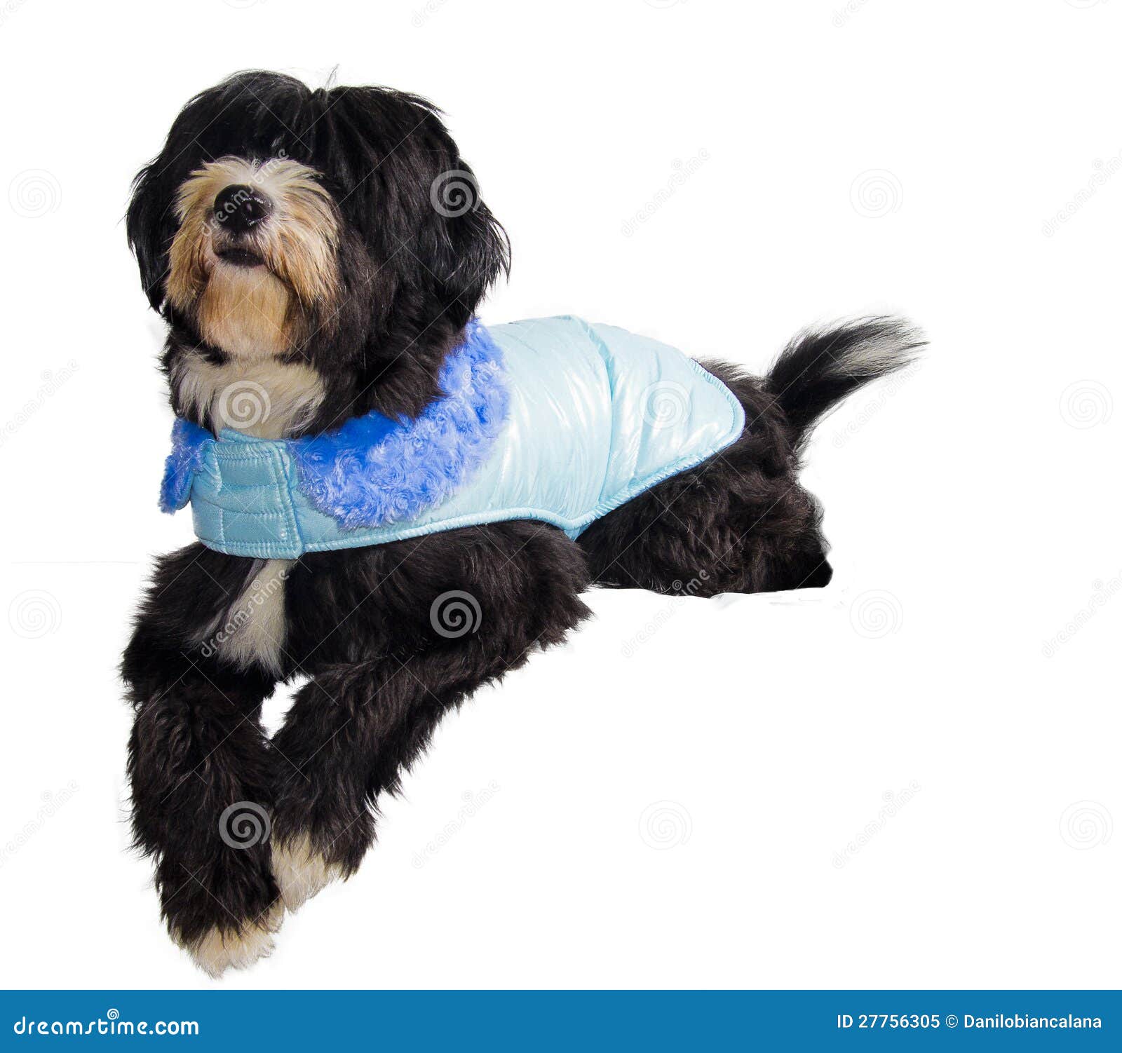 Prince Charming dog stock image. Image of looking, friend - 27756305