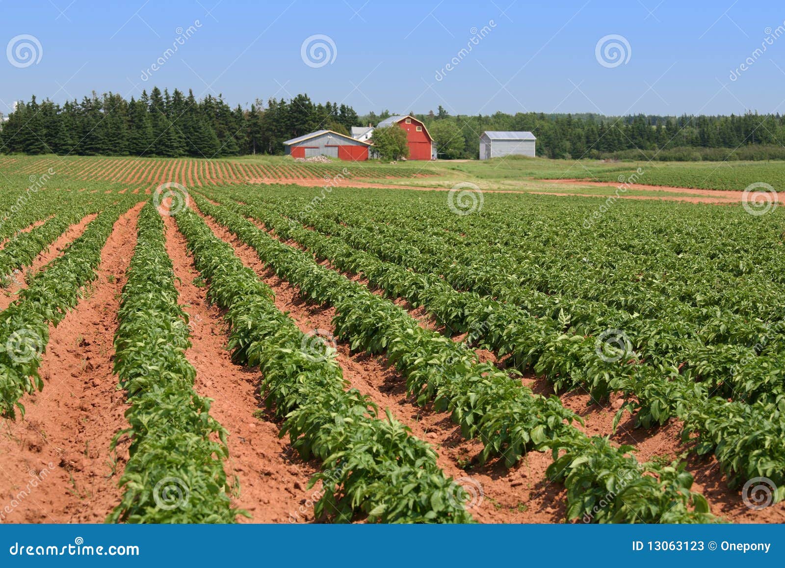 Prince Edward Island Potato Farm Stock Image - Image of farmland, food ...
