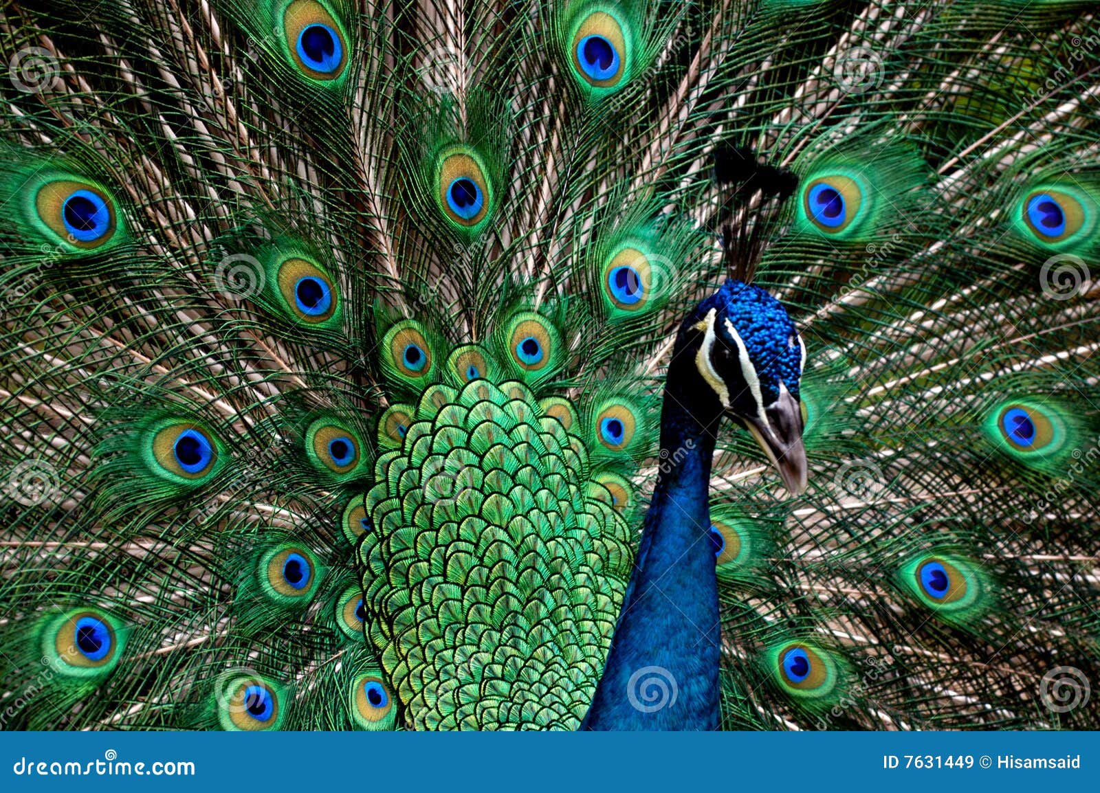 Prince Peacock stock image. Image of birds, prince, charming - 7631449