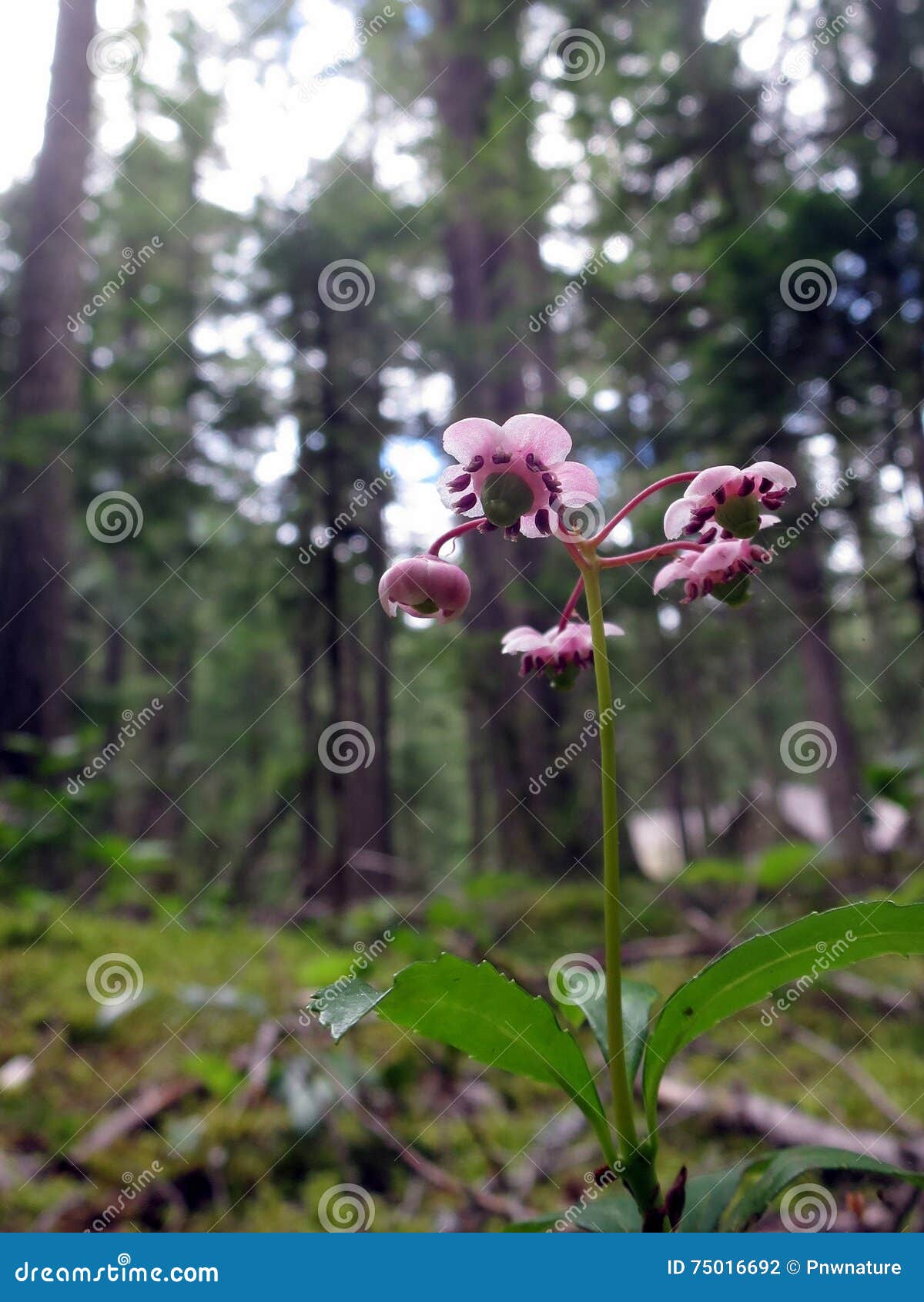 Chimaphila Umbellata Royalty-Free Stock Photography | CartoonDealer.com ...