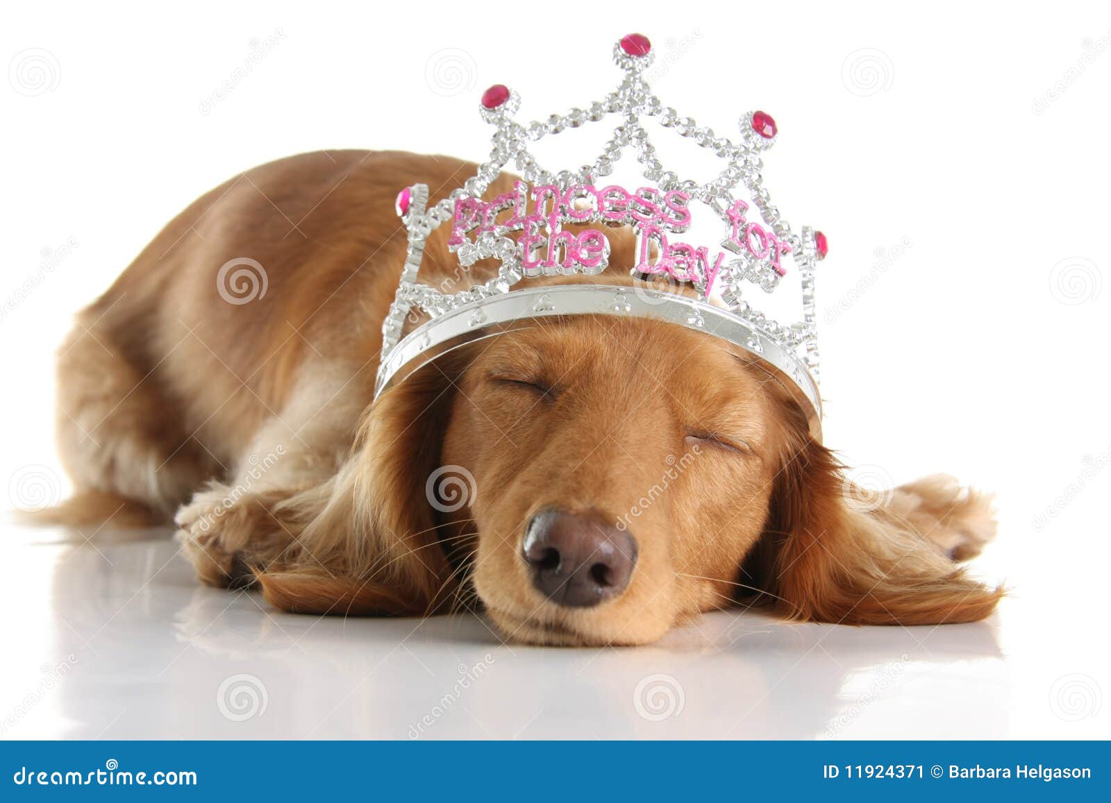 Princesa del perro imagen de archivo. Imagen de aislado - 11924371