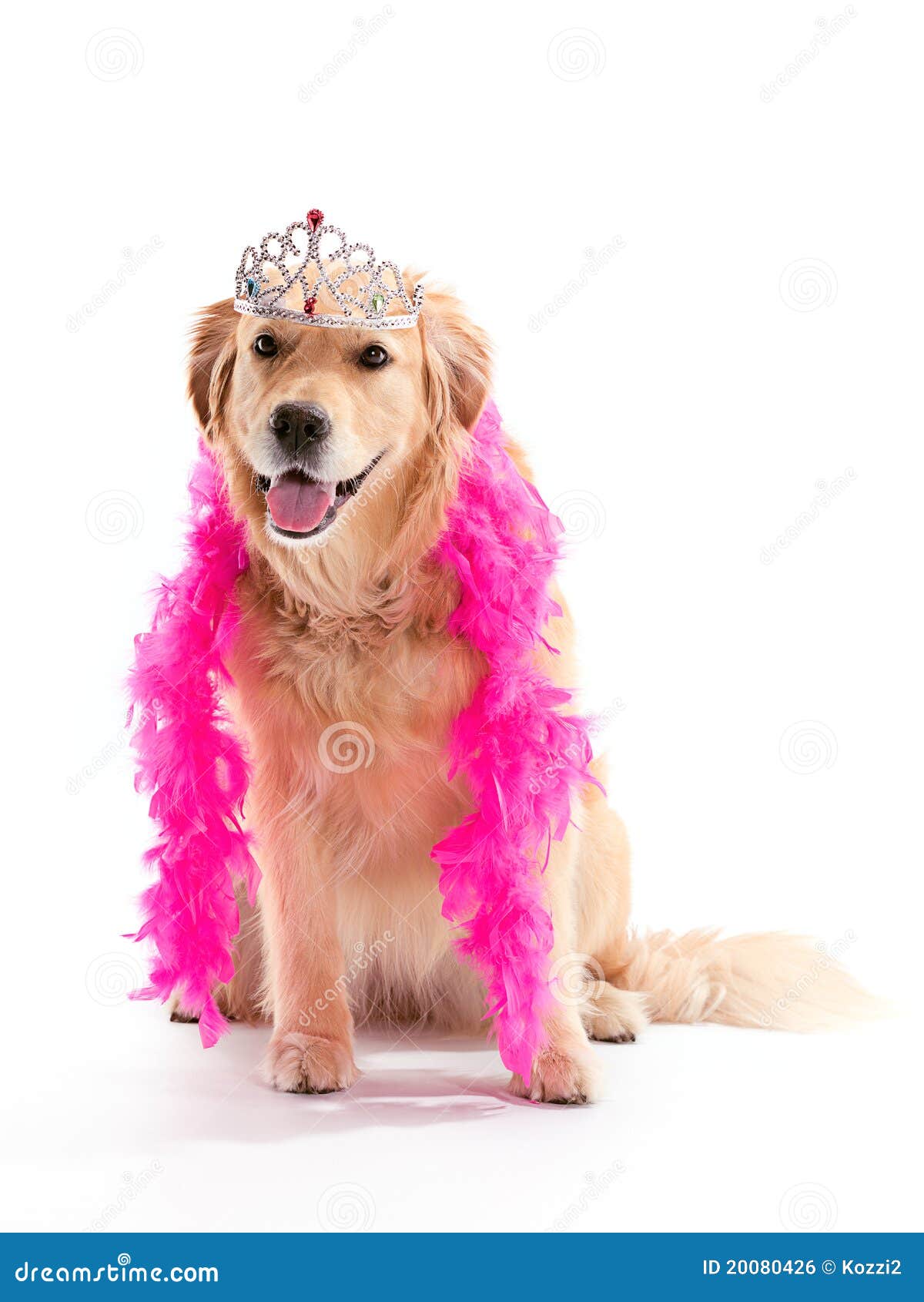 Princesa Perro Perdiguero De Oro Foto de archivo - Imagen de casa ...