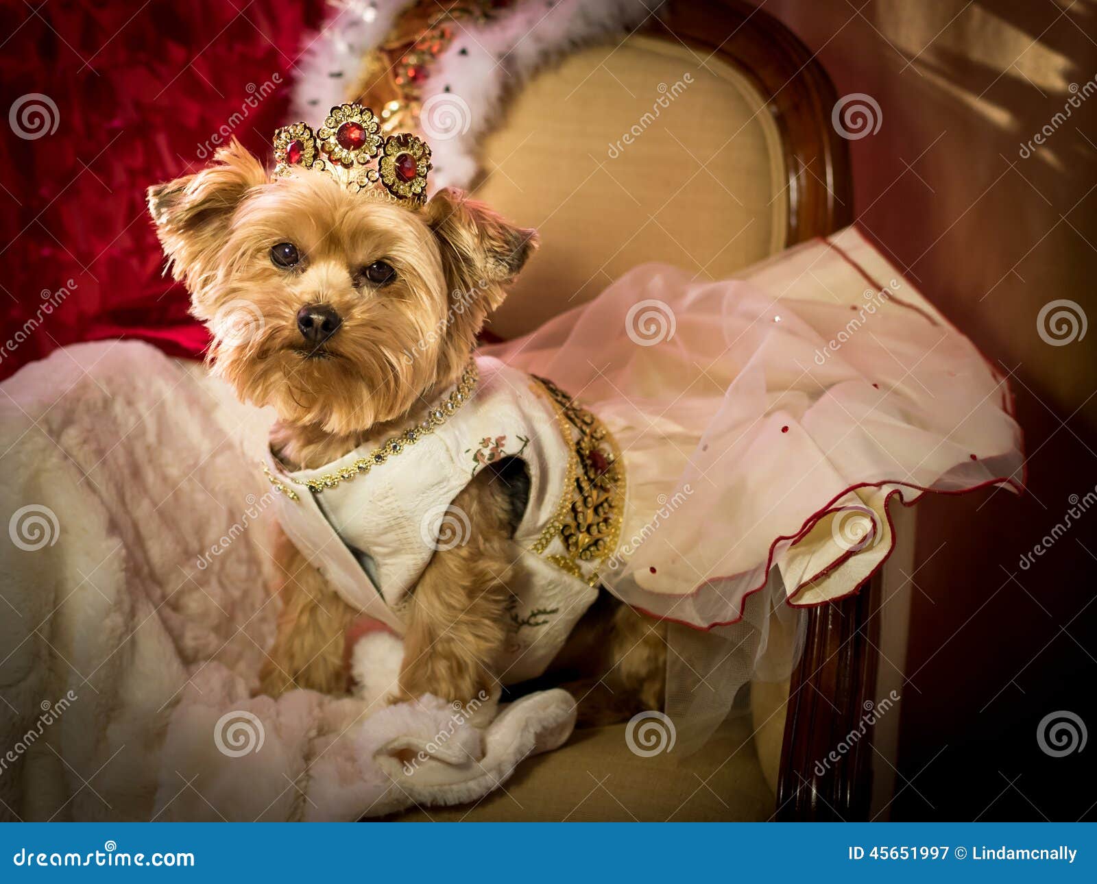 Princesa Real Doggie Del Perro Imagen de archivo - Imagen de vestido ...