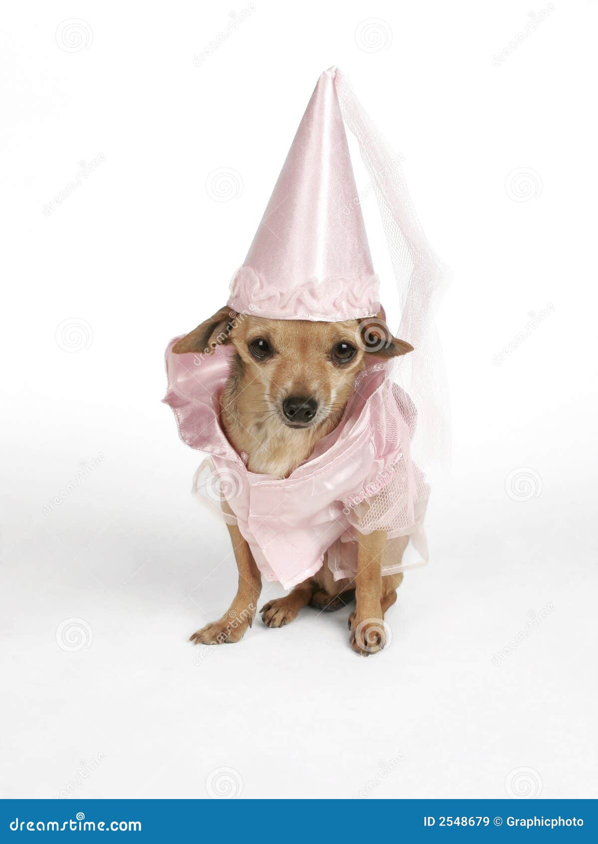 Princess Chihuahua Stock Photography | CartoonDealer.com #22902854