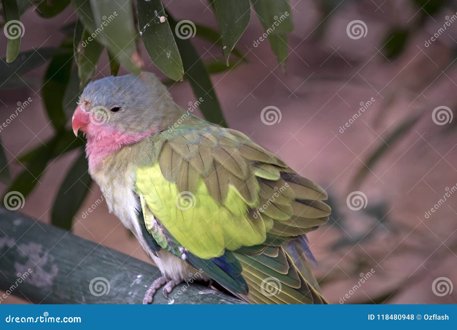 Princess Alexandra`s` Parrot Stock Photo - Image of blue, feathers ...