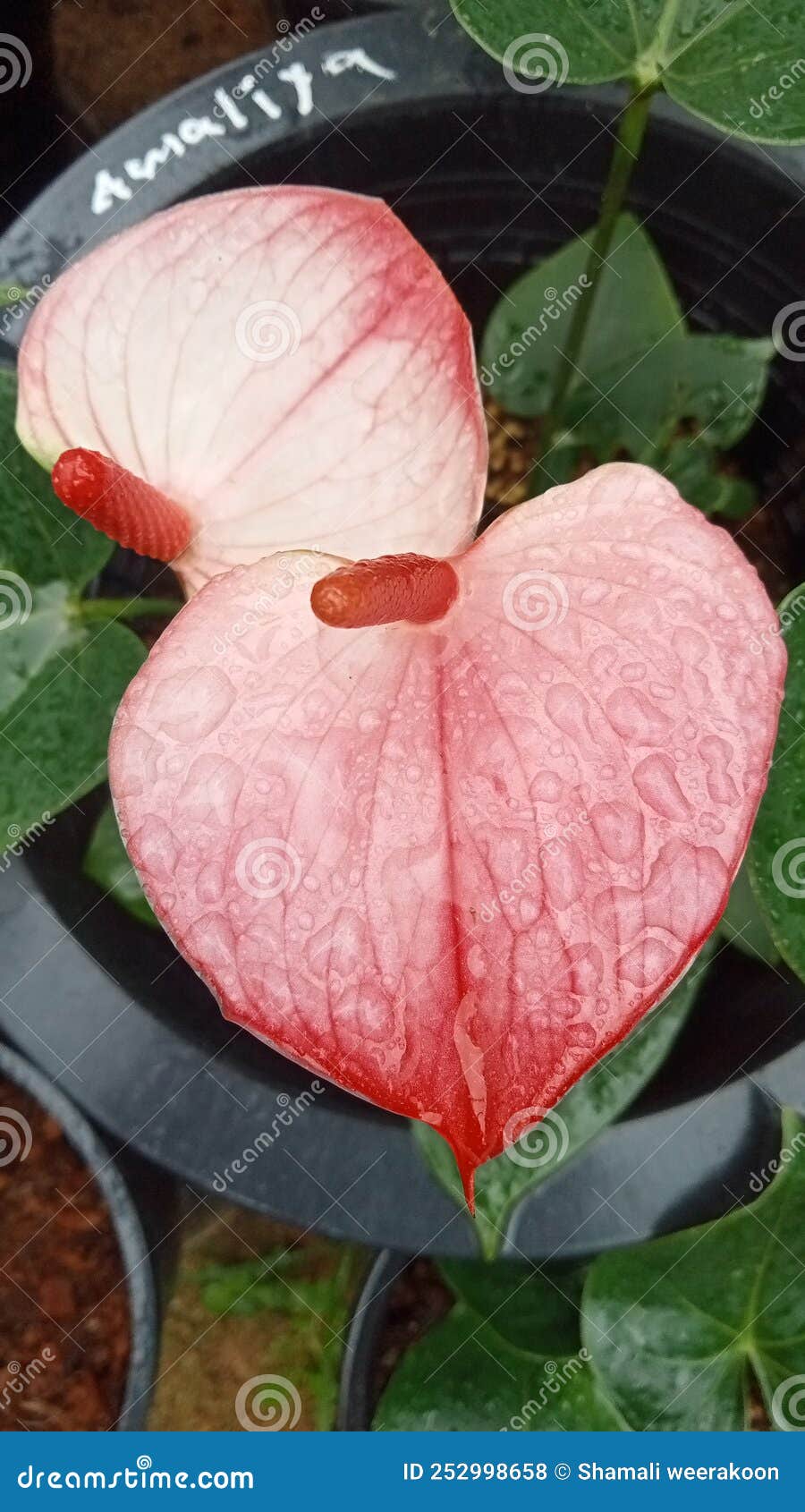 Amaliya Photos - Free & Royalty-Free Stock Photos from Dreamstime