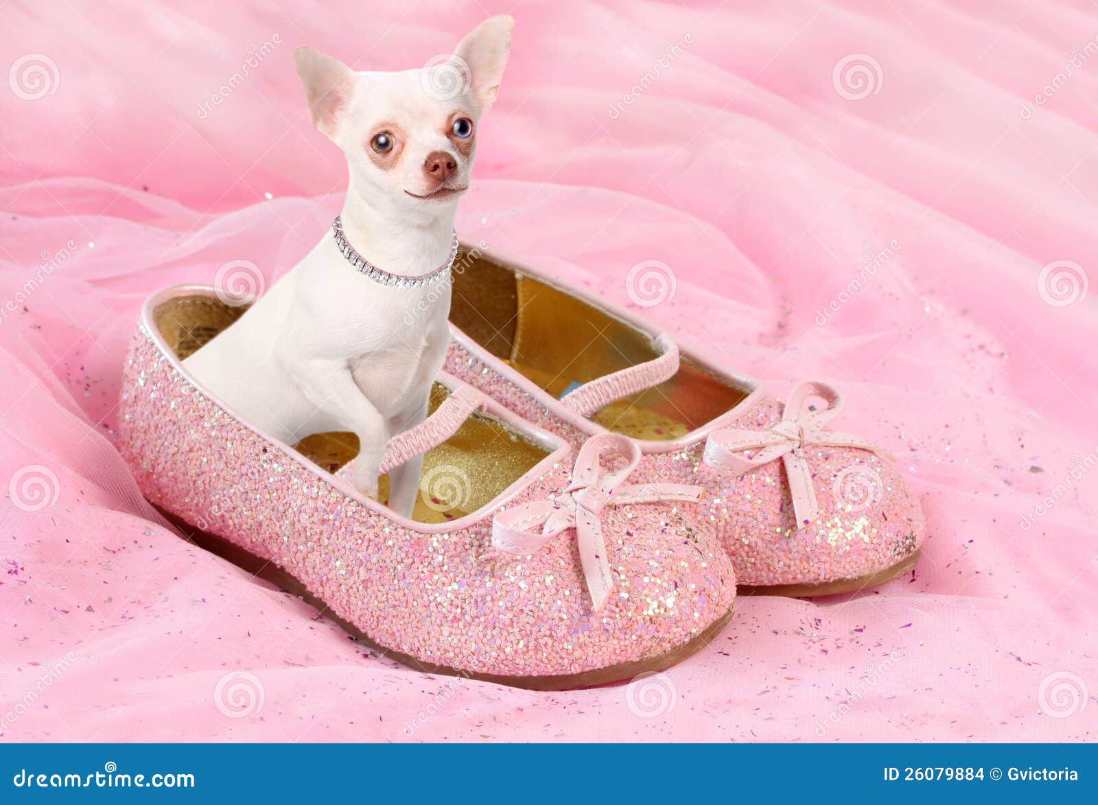 Princess chihuahua stock illustration. Illustration of girl - 26079884