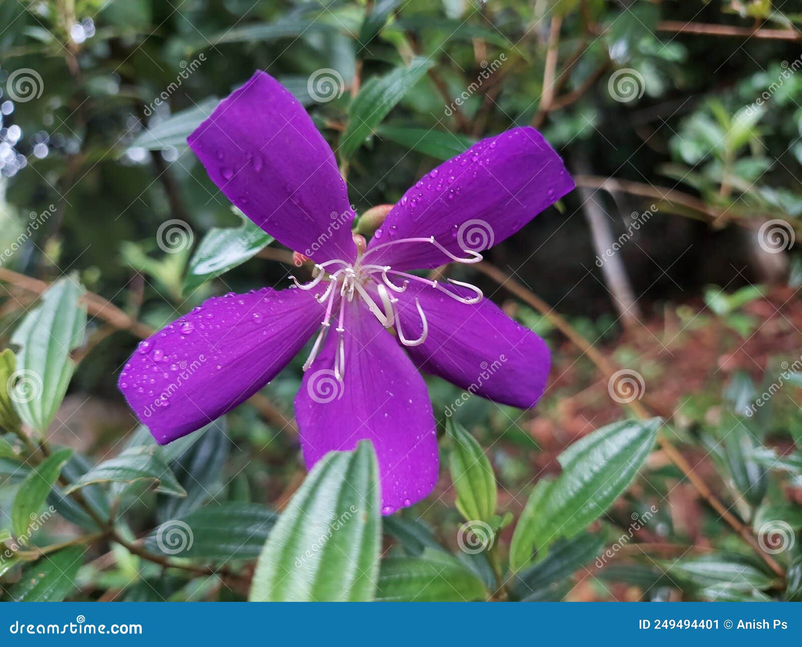 The Princess Flower Pleroma Semidecandrum Glory Bush in Bloom Stock ...