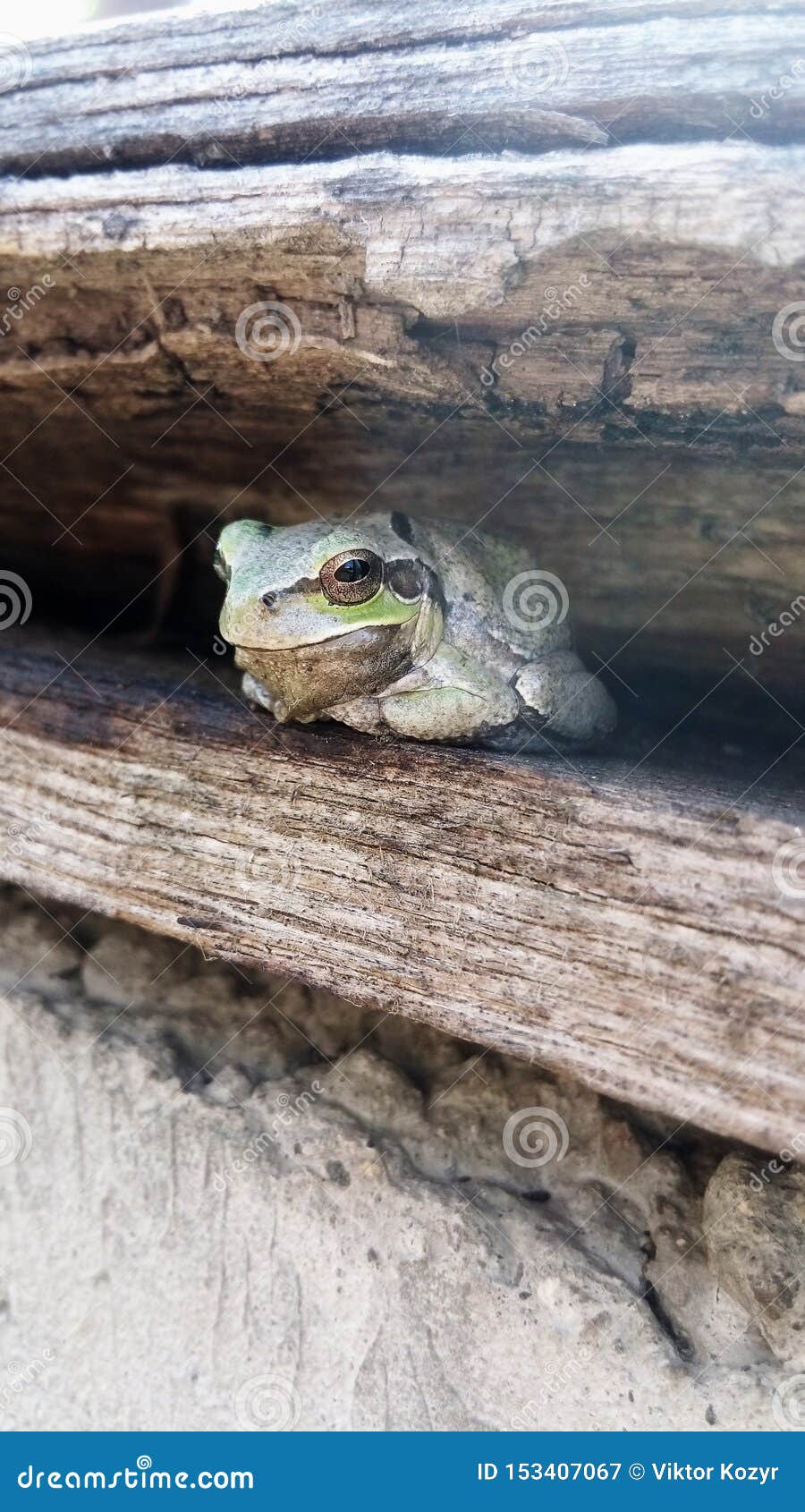 Princess frog at the well. stock image. Image of frog - 153407067