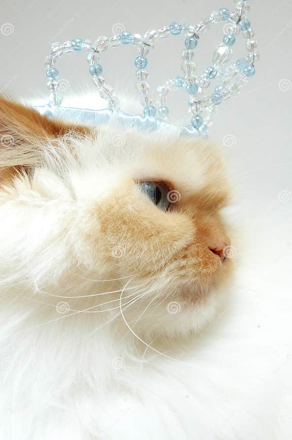 Princess Kitty stock image. Image of expressive, eyes, cute - 416247
