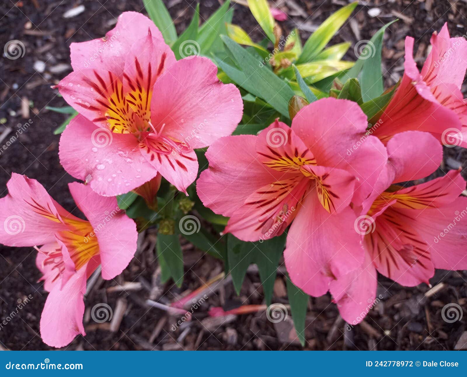 Princess Lilly Flowering Petels Stock Photo - Image of pink, petal ...