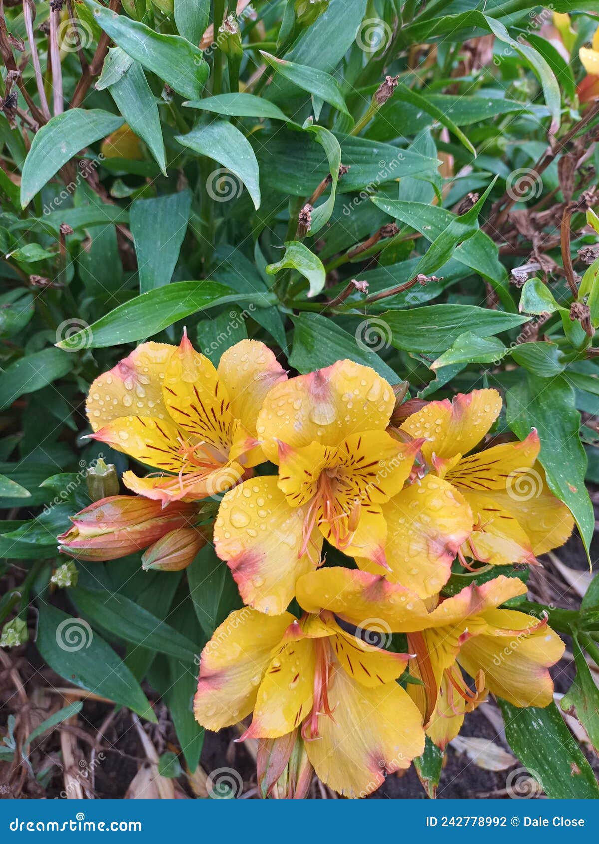 Princess Lilly Flowering Petels Stock Photo - Image of food, tree ...