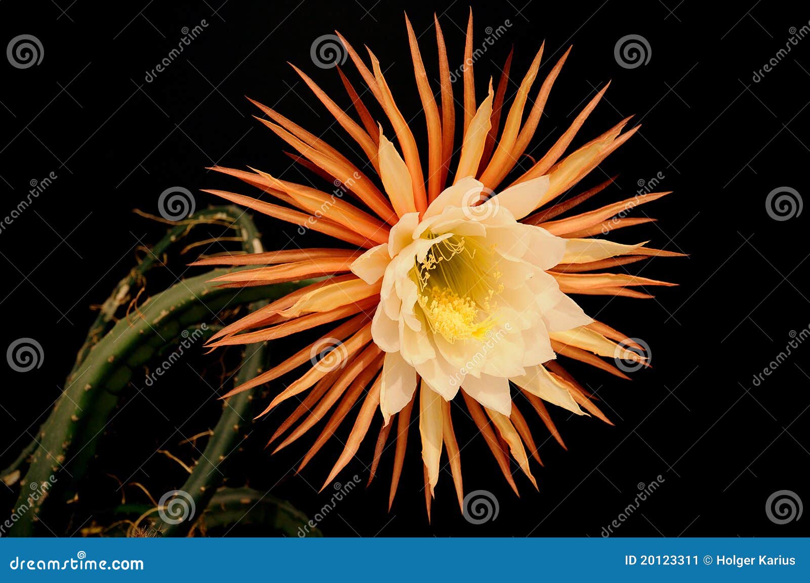 Princess of Night (Selenicereus Pteranthus) Stock Image - Image of ...