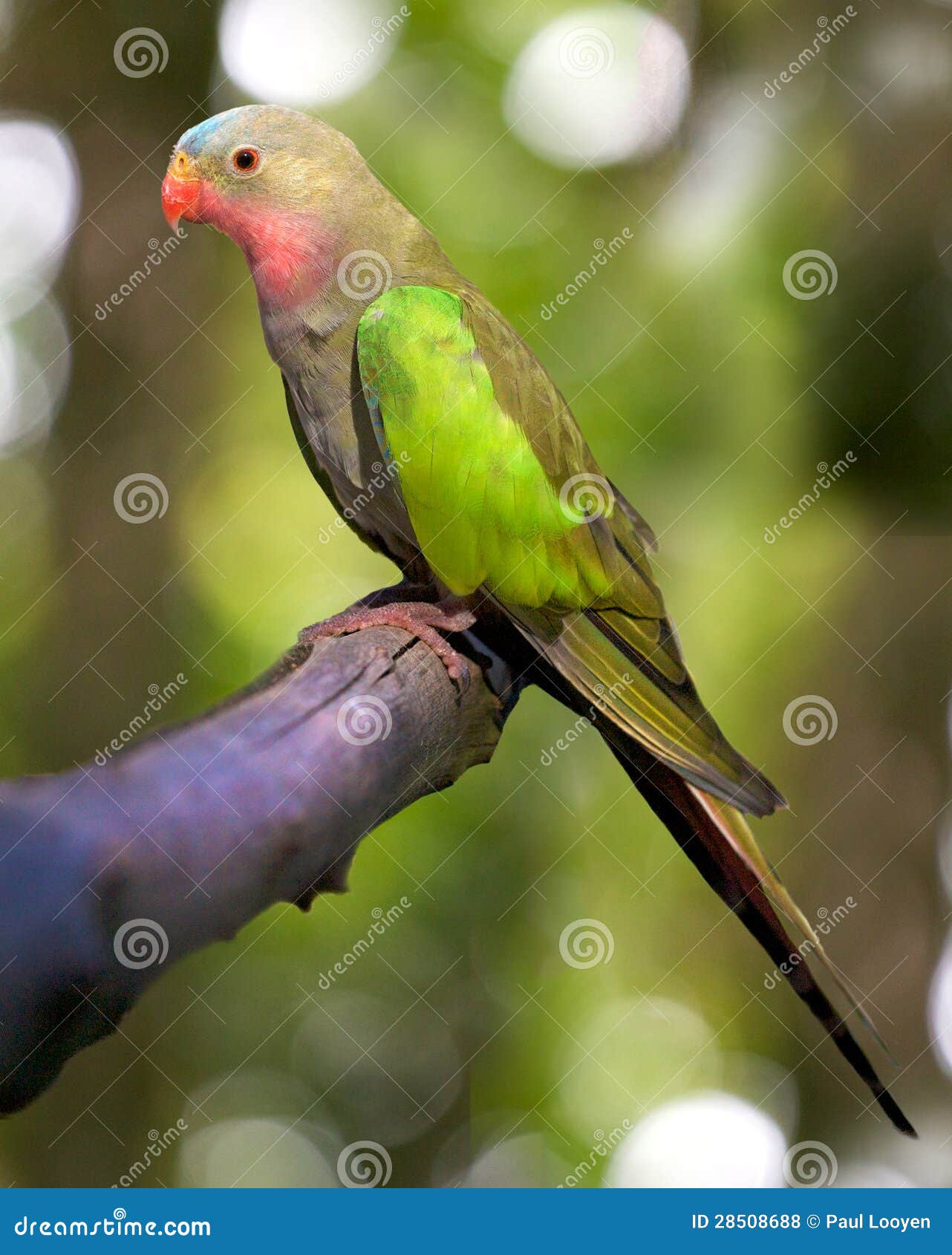 Princess parakeet stock photo. Image of colorful, pink - 28508688