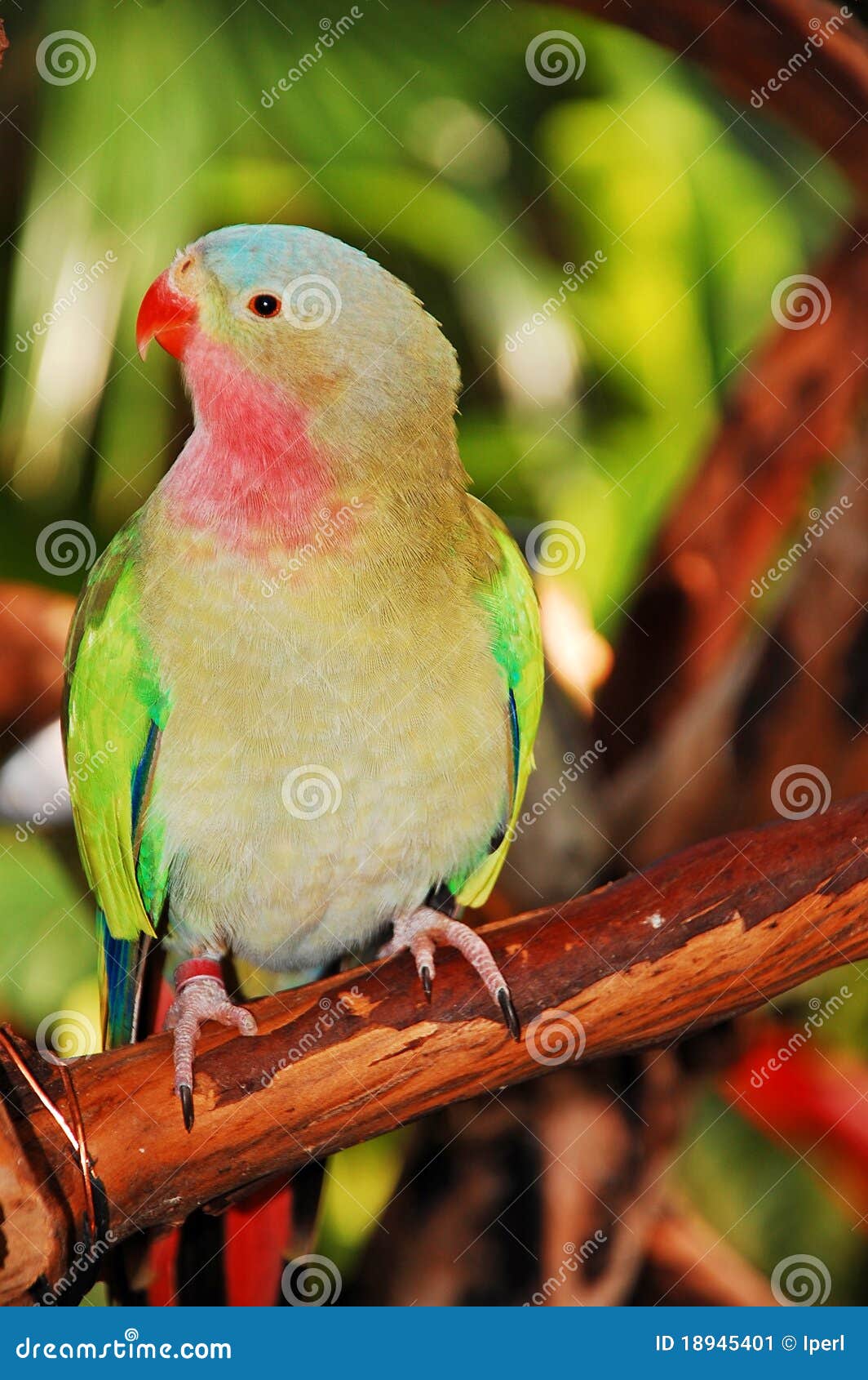 Princess parrot stock image. Image of bird, wings, feathers - 18945401