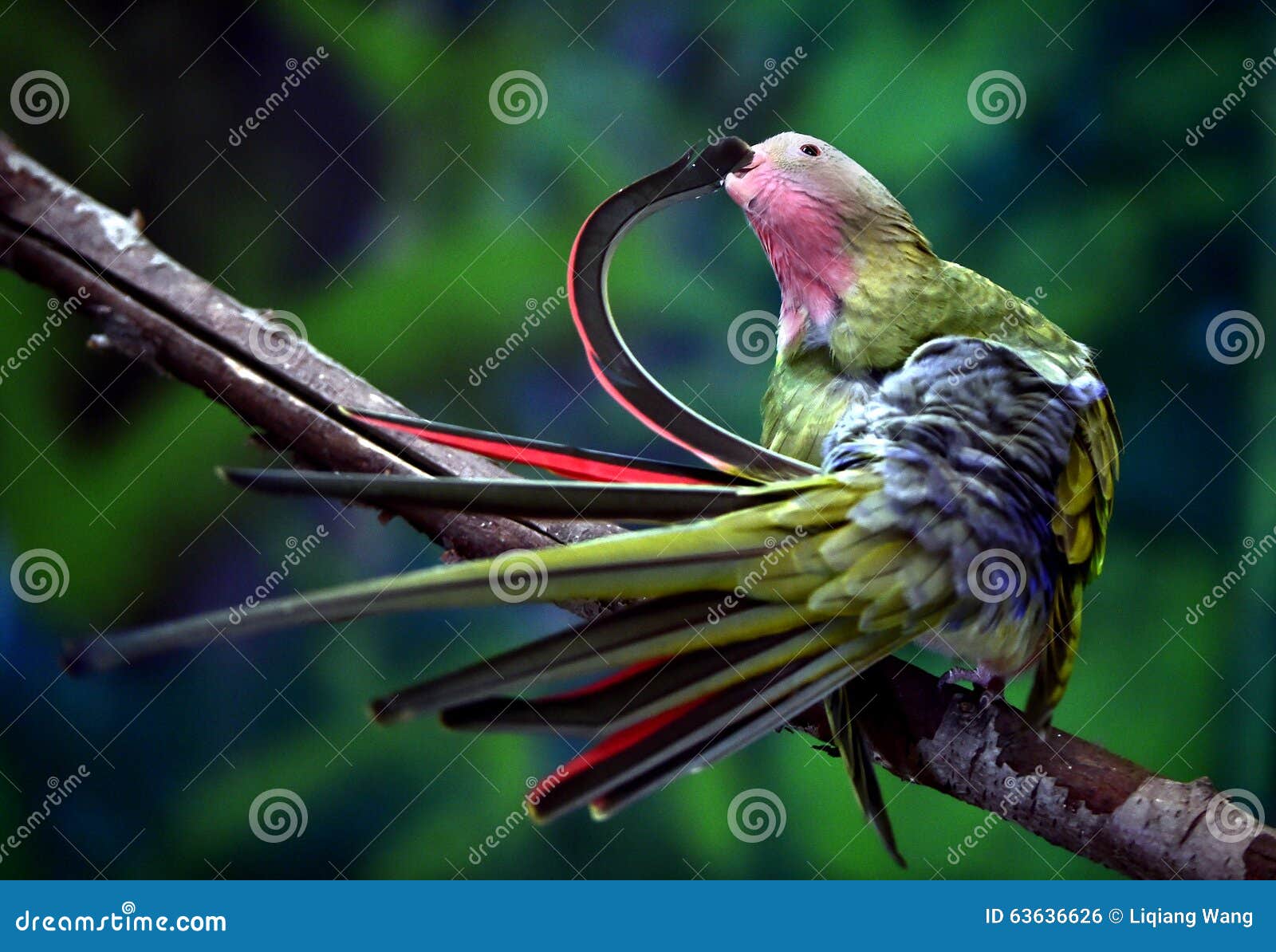 Princess Parrot stock photo. Image of parakeet, head - 63636626
