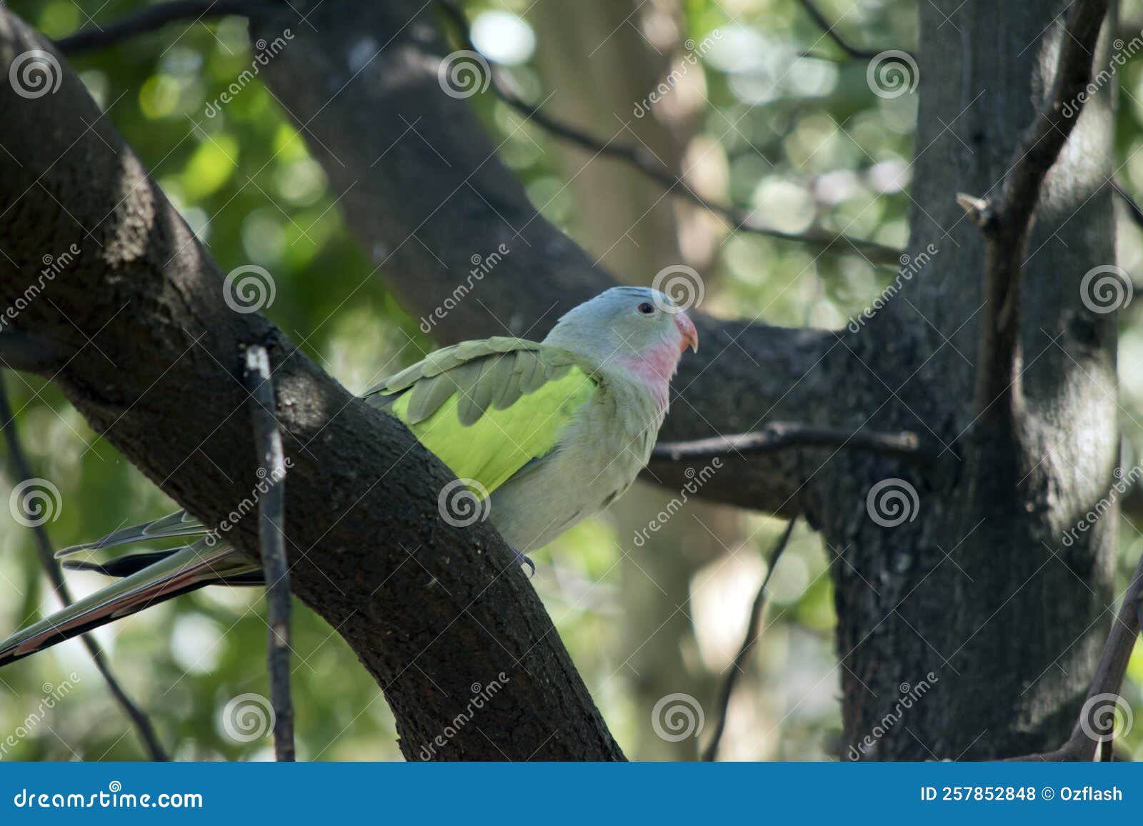 The Princess Parrot is a Colorful Bird with a Pink Beak Stock Photo ...