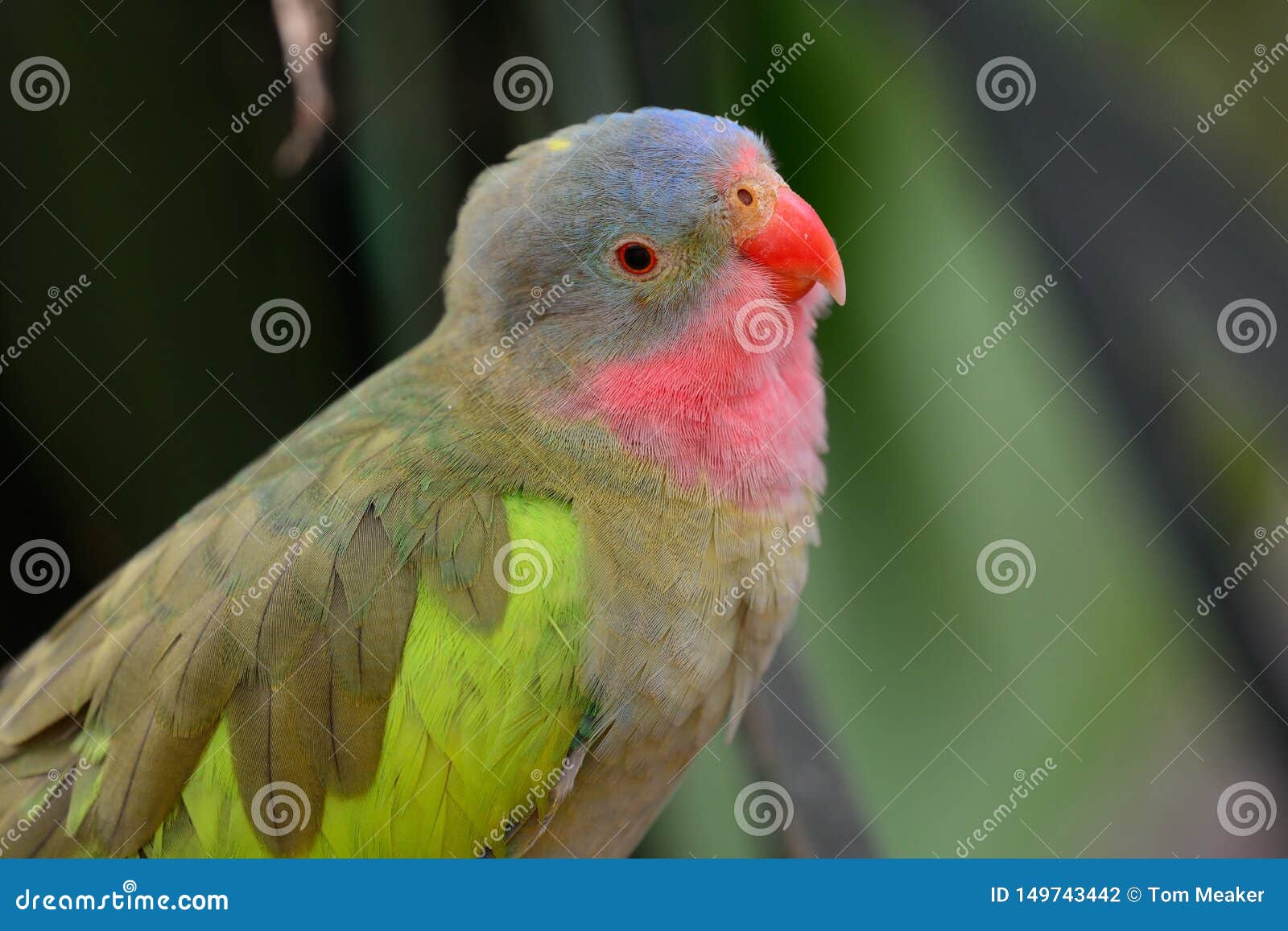 Princess Parrot Polytelis Alexandrae Stock Photo - Image of nature ...