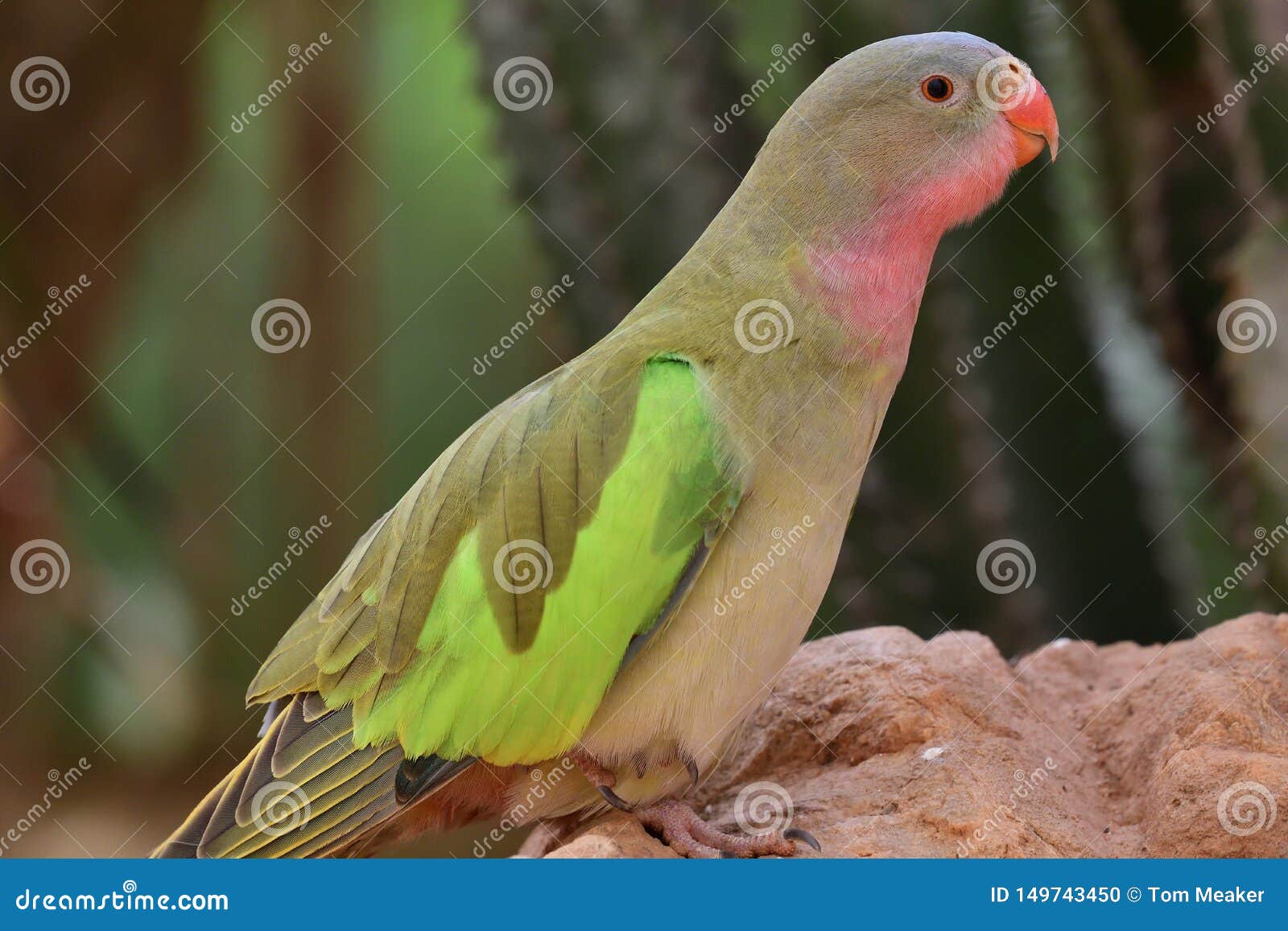 Australian Princess Parrot Photos - Free & Royalty-Free Stock Photos ...