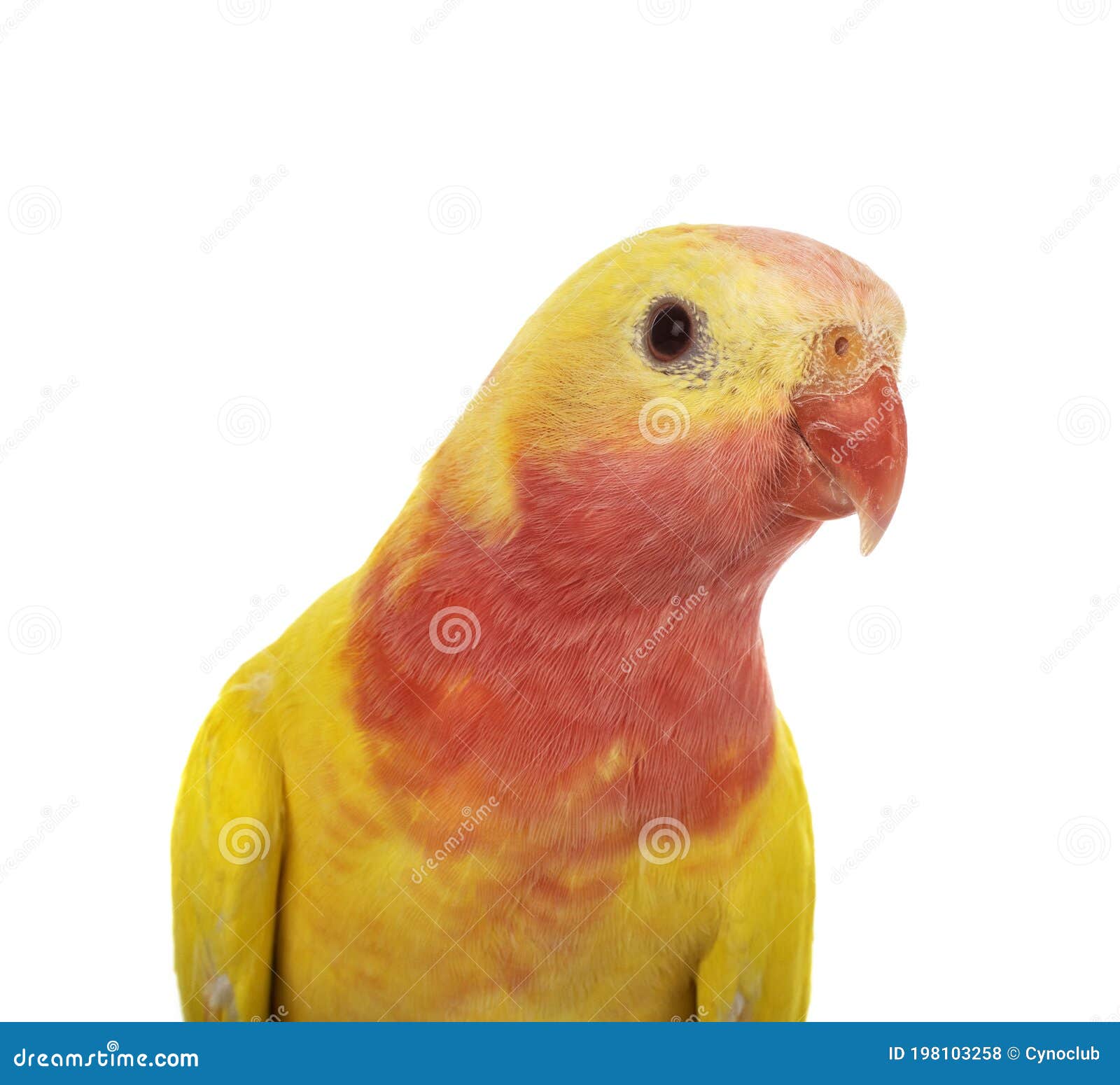 Princess parrot in studio stock foto. Image of koningin - 198103258