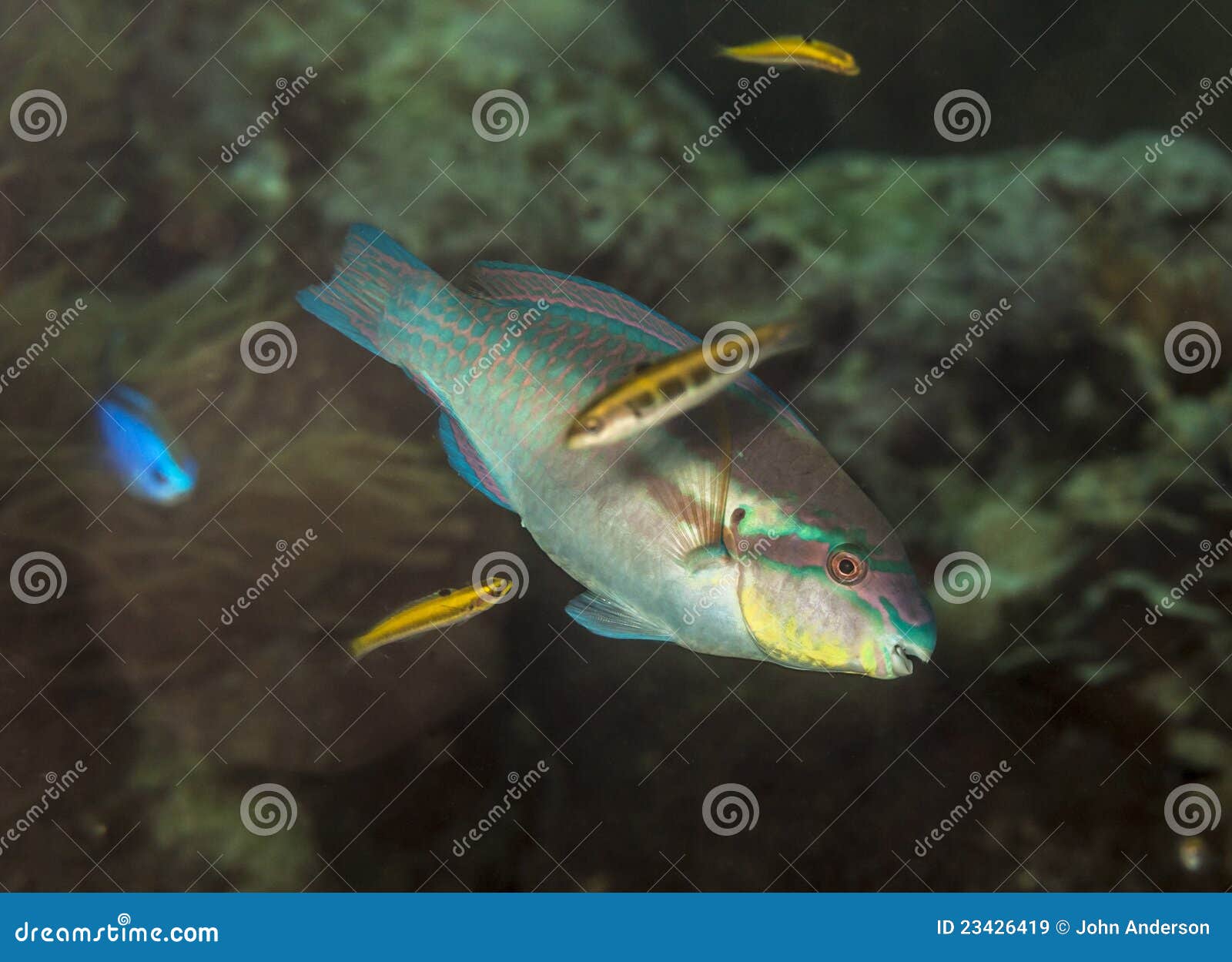 Princess parrotfish stock image. Image of america, cleaning - 23426419
