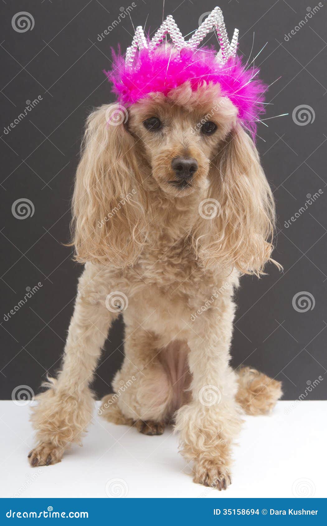 The Princess stock photo. Image of canine, female, looking - 35158694