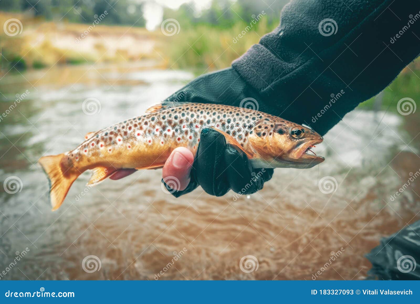 The Principle of Catch and Release. Fishing for Trout Stock Image ...