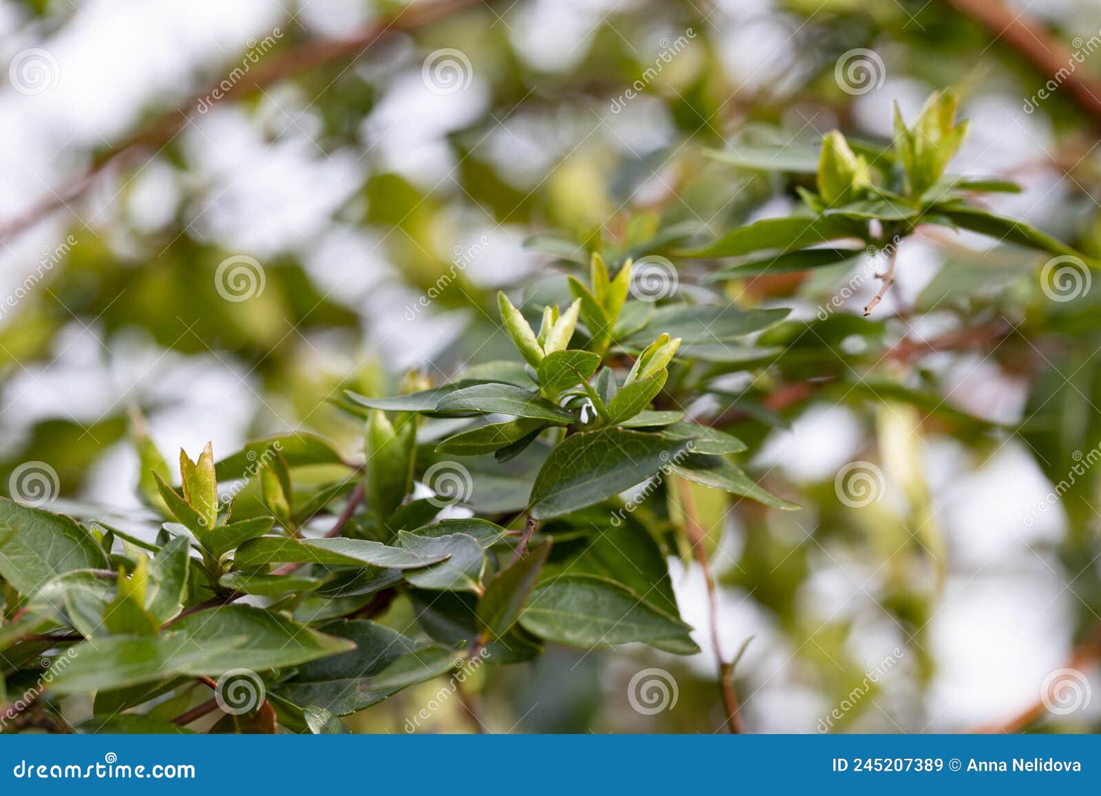 Pring Background Thin Spring Twigs with Young Fresh Tree Buds Stock ...