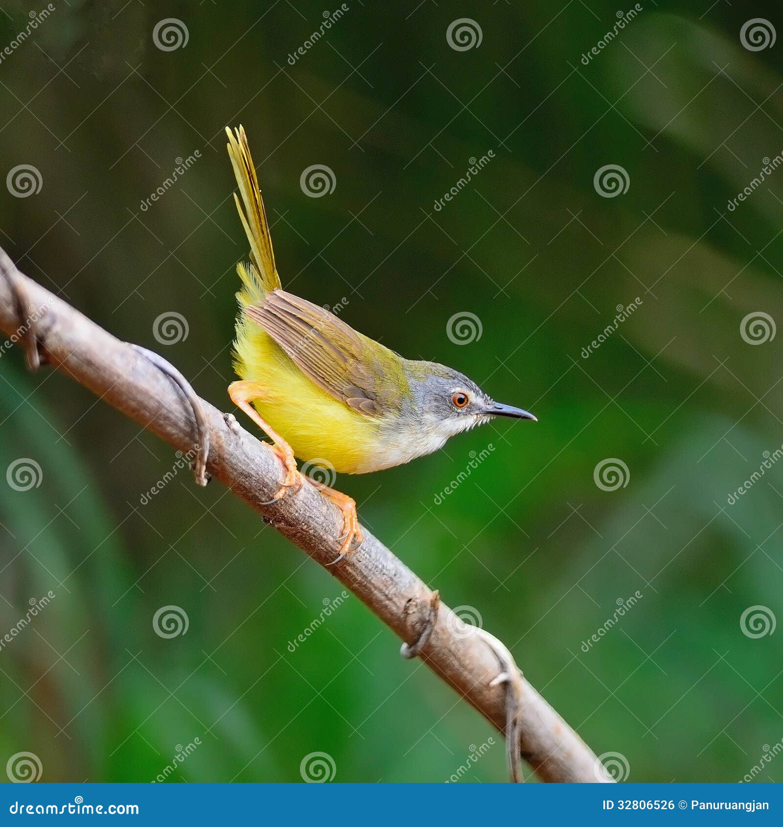Prinia codardo fotografia stock. Immagine di ambiente - 32806526