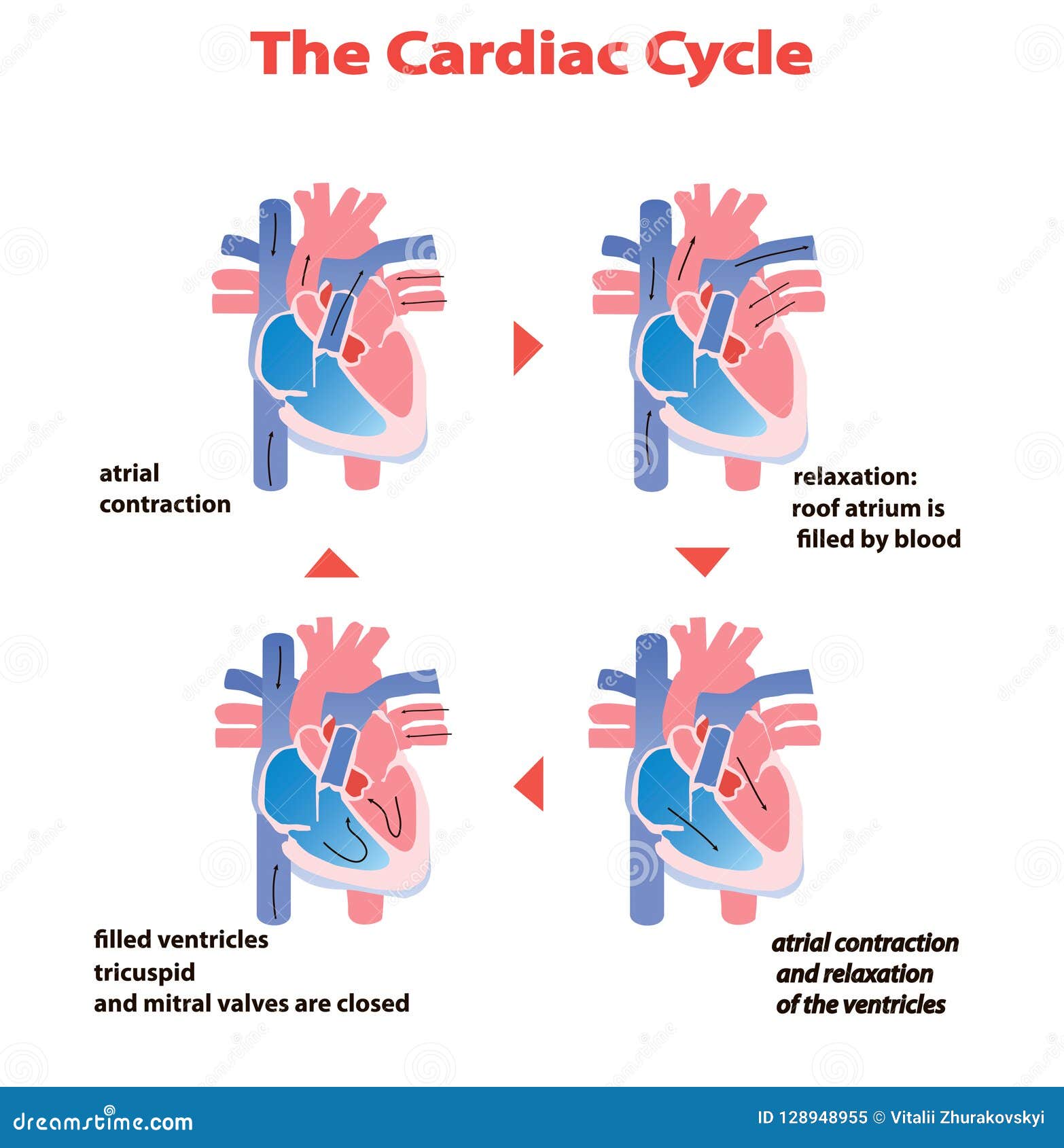 Cardiac Cycle With Heart Diastole And Systole Process Labeled Outline ...