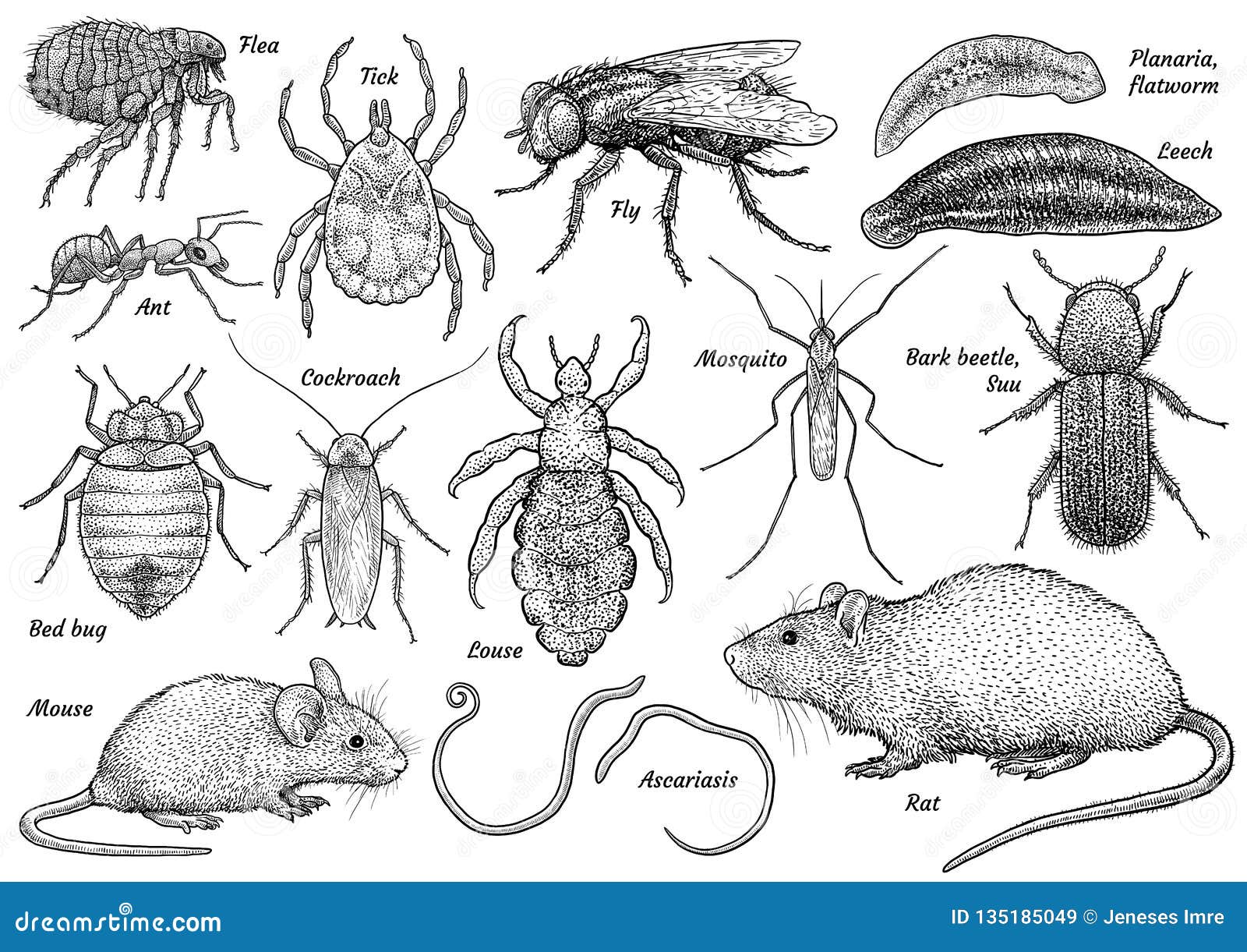 Pest Animal Collection, Illustration, Drawing, Engraving, Ink, Line Art ...
