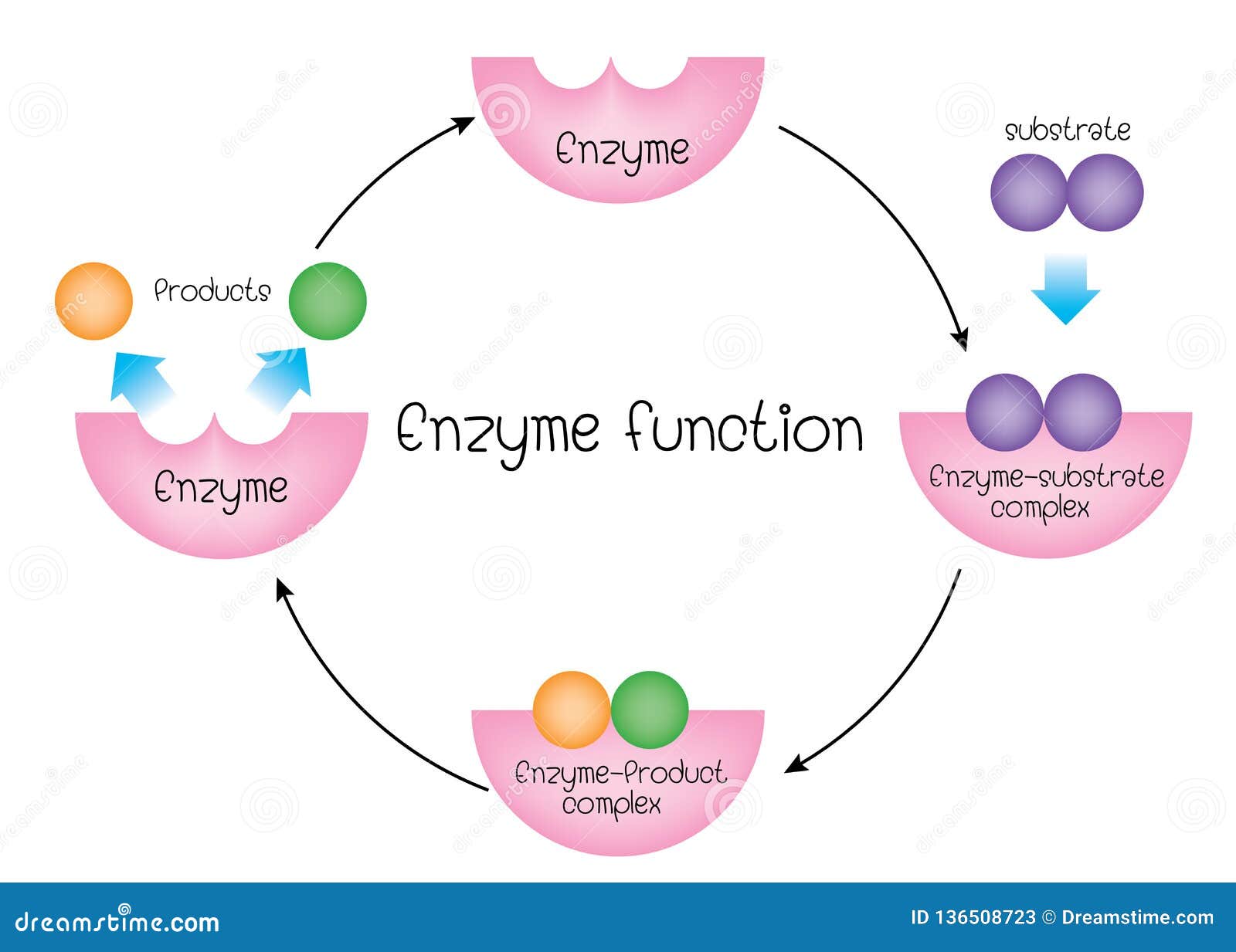 Enzyme. Lock And Key Model. Synthesis. Metabolic Processes Vector ... Enzyme. Lock And Key Model. Synthesis. Metabolic Processes Vector ...