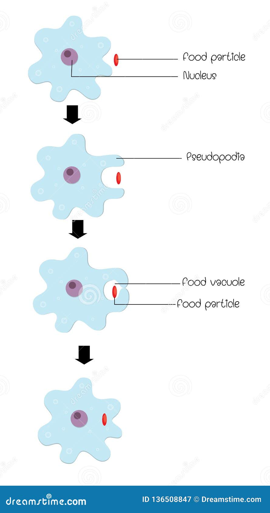 Amoeba Reproduction Scheme. Binary Fission Reproduction In Amoeba ...
