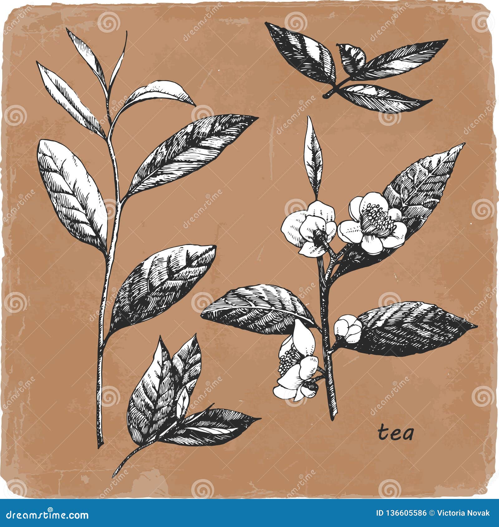 Hand-drawn Illustration of Tea. Vector Stock Vector - Illustration of ...