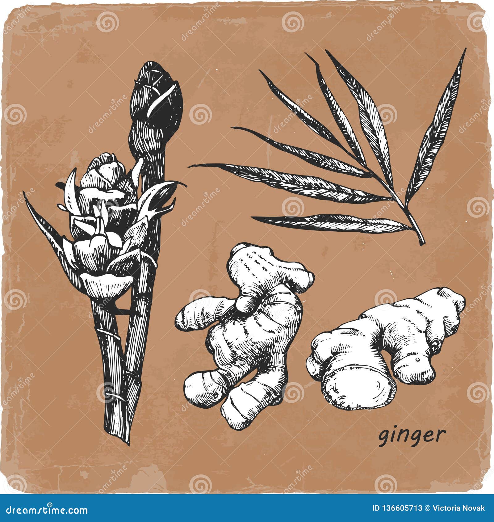 Hand-drawn Illustration of Ginger. Vector Stock Vector - Illustration ...