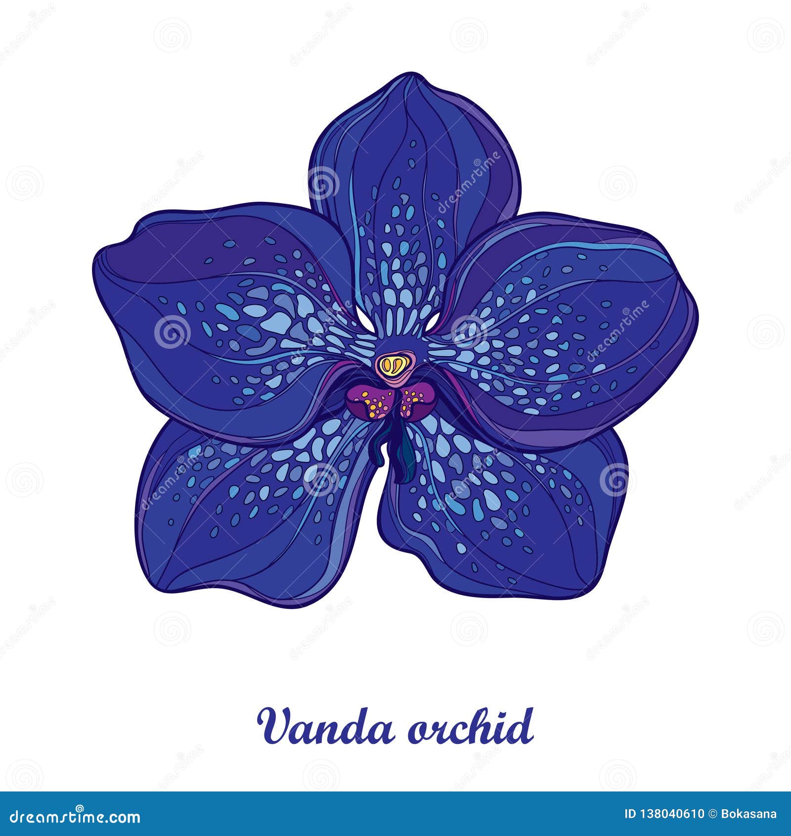 Vector Outline Blue Vanda Orchid Flower Isolated on White Background ...
