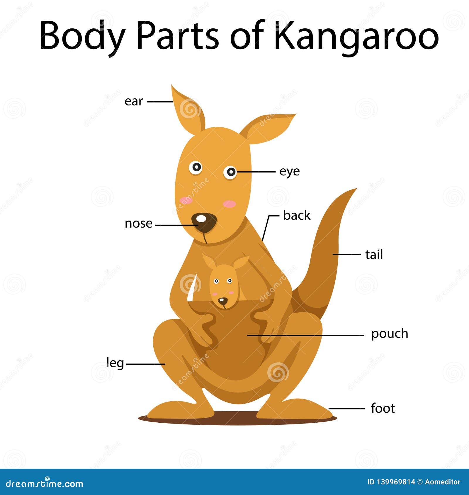 Illustrator of Body Parts of Kangaroo Stock Vector - Illustration of ...