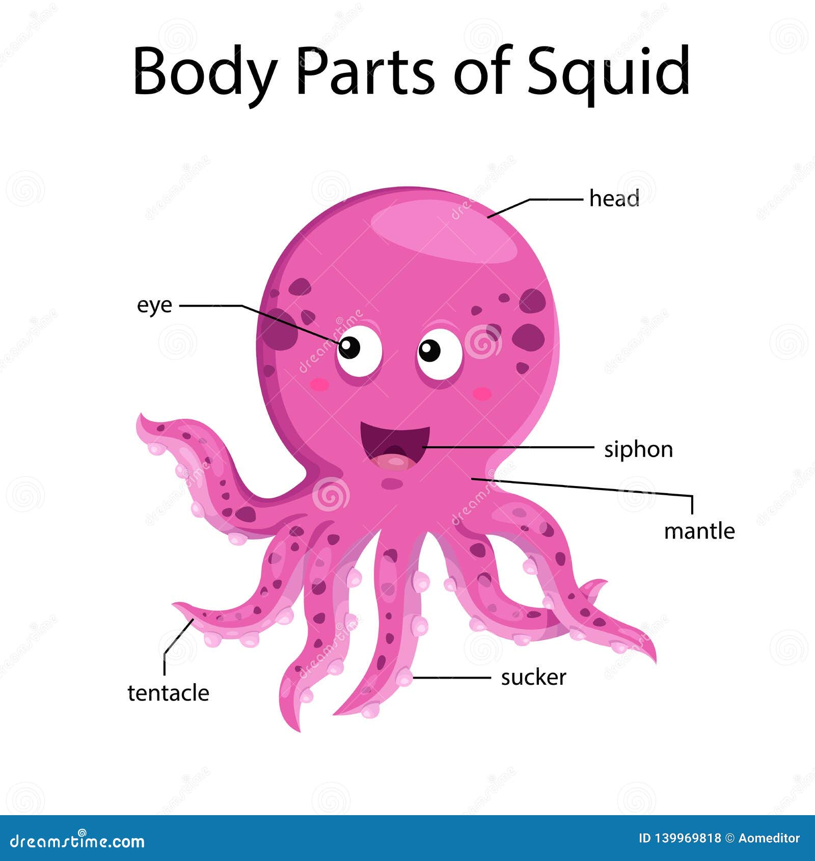 Illustrator of Body Parts of Squid Stock Vector - Illustration of ...