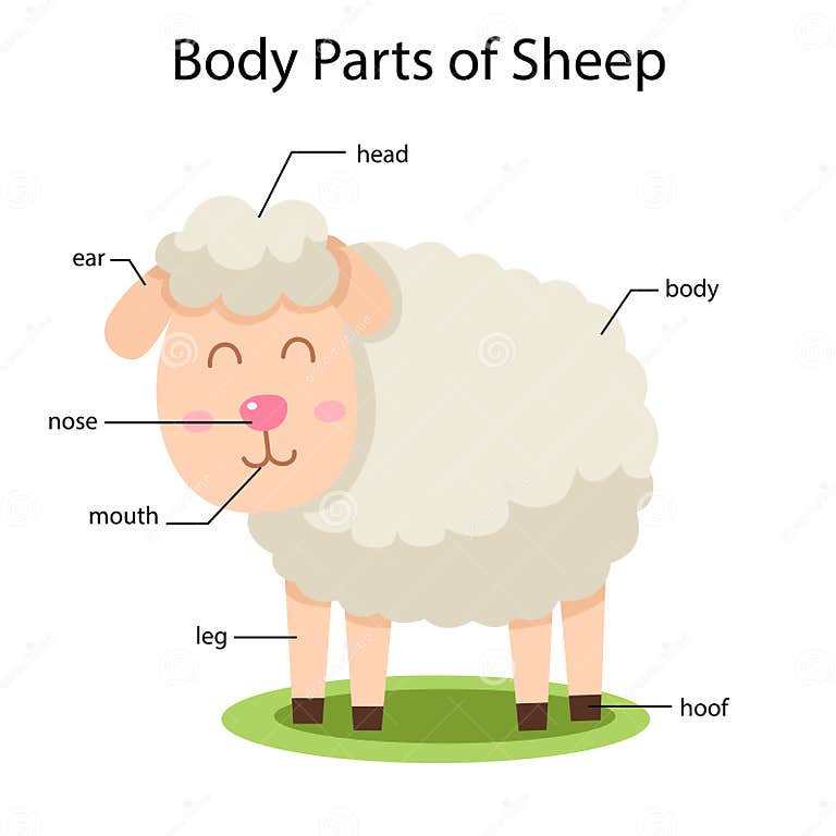 Illustrator of Body Parts of Sheep Stock Vector - Illustration of parts ...