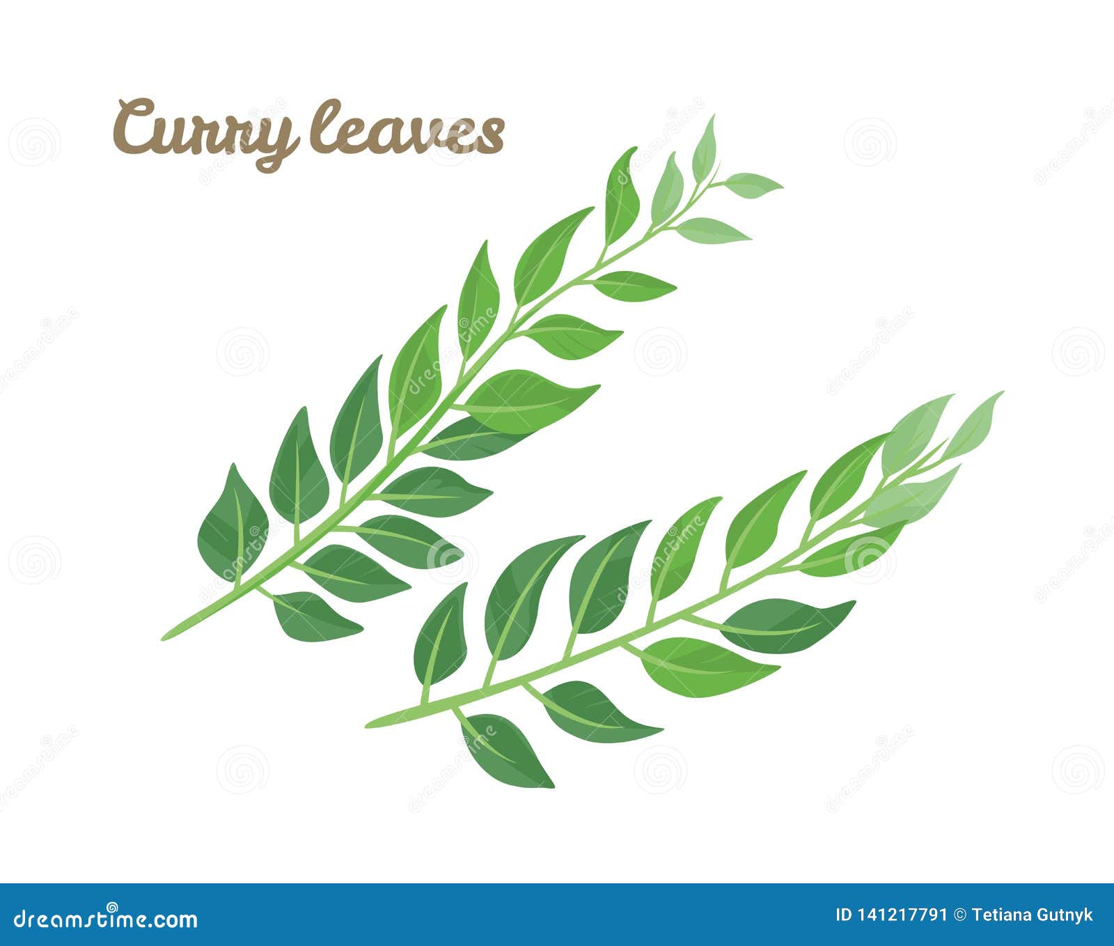 Green Leaves Curry Isolated on White Background. Stock Vector ...