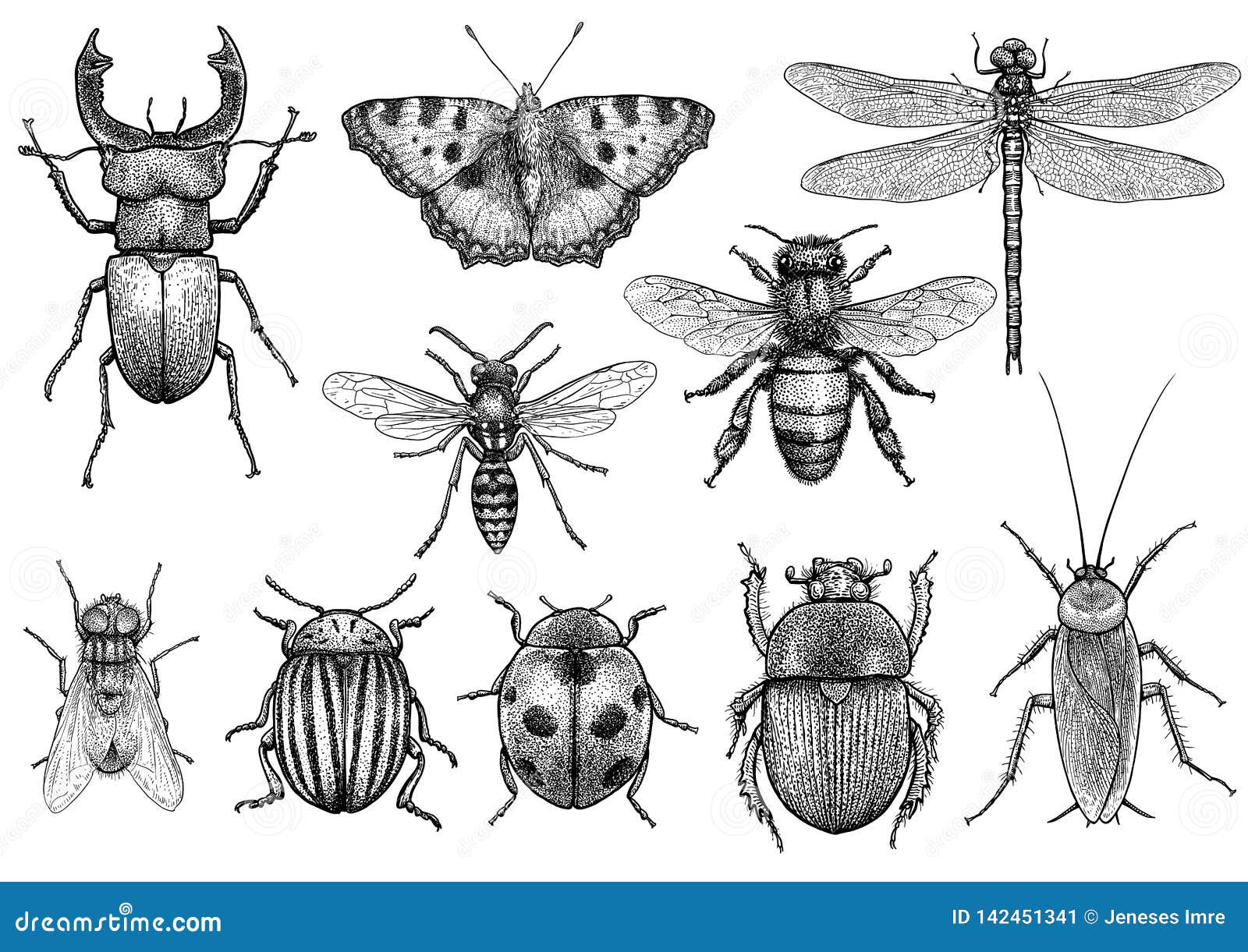 Insect Illustration, Drawing, Engraving, Ink, Line Art, Vector Stock ...