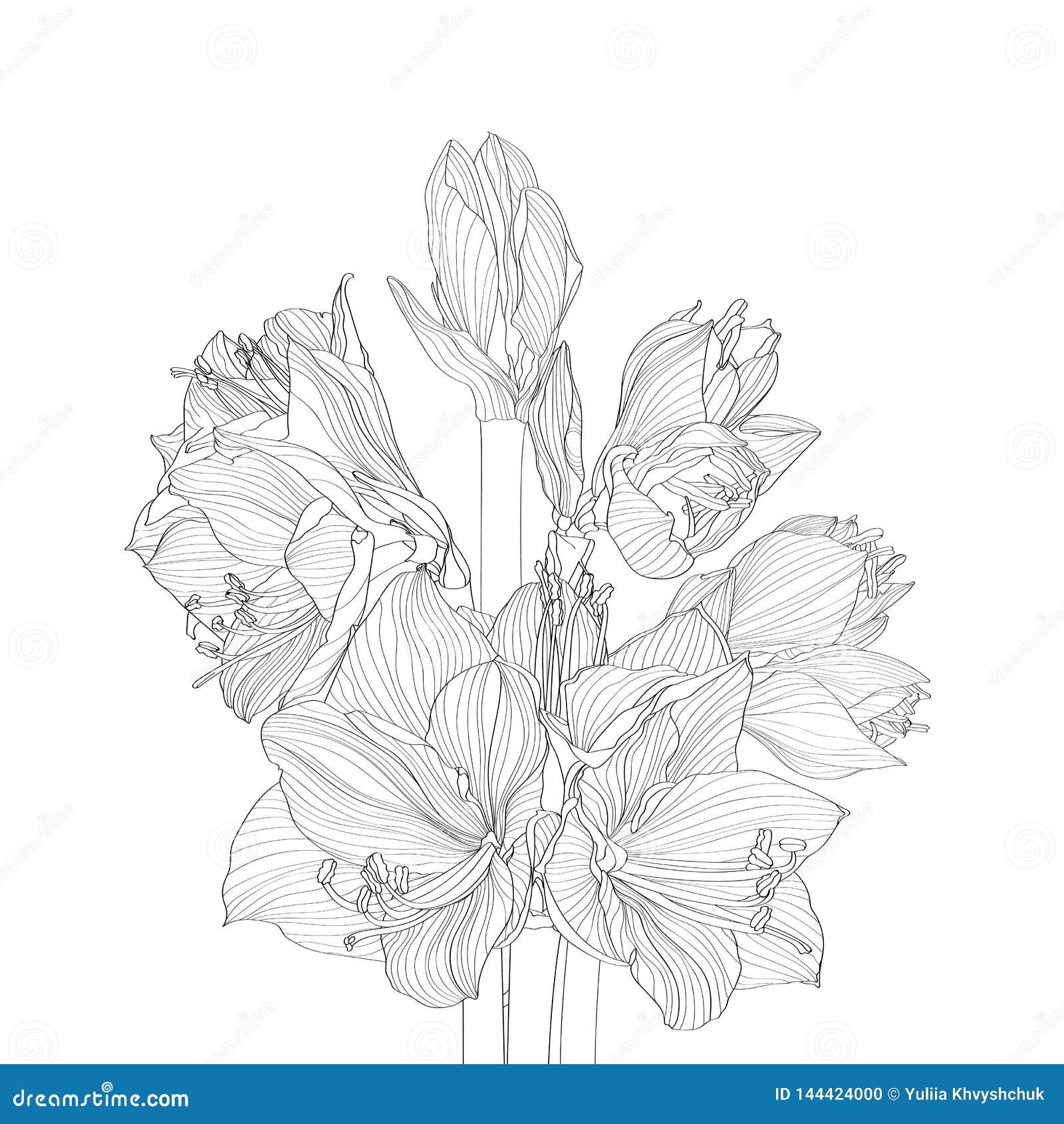 Decorative Amaryllis Lilies Bouquet. Line Black and White Flowers ...
