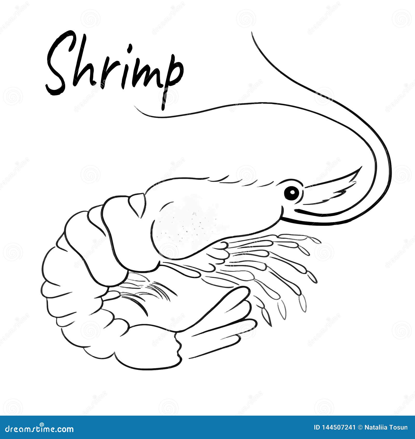 Beautiful Print Shrimp Art Line Vector Illustration Stock Illustration ...