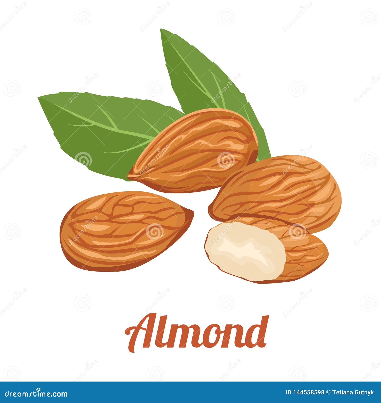 Almond Vector Illustration. Raw Nuts in Cartoon Flat Style. Stock ...