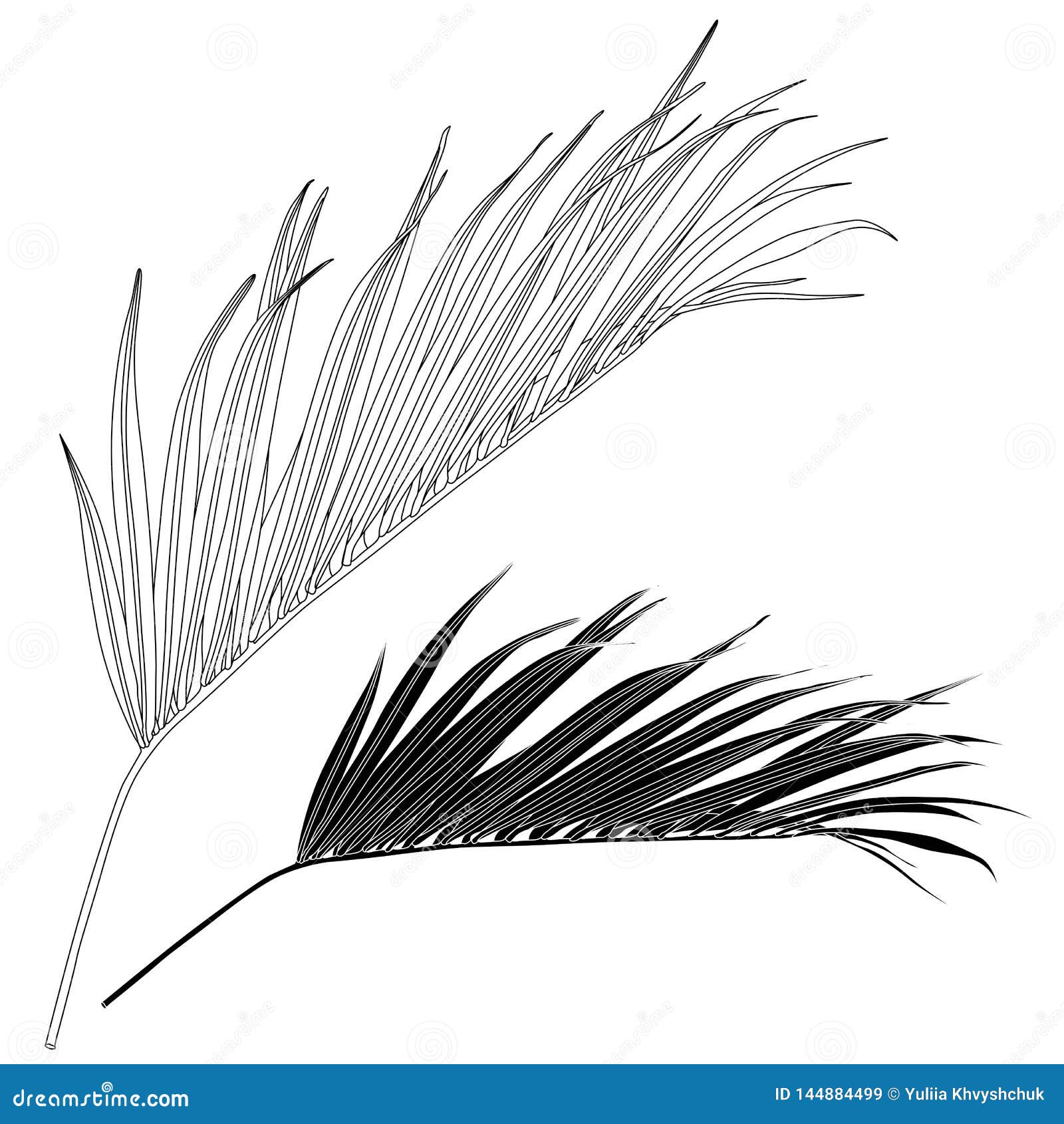 Coconut Tree Leaves Drawing