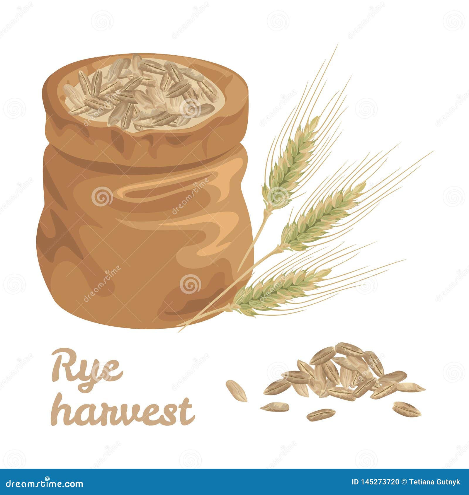 Rye Grains Bag Isolated on White Background. Vector Ears of Rye and ...